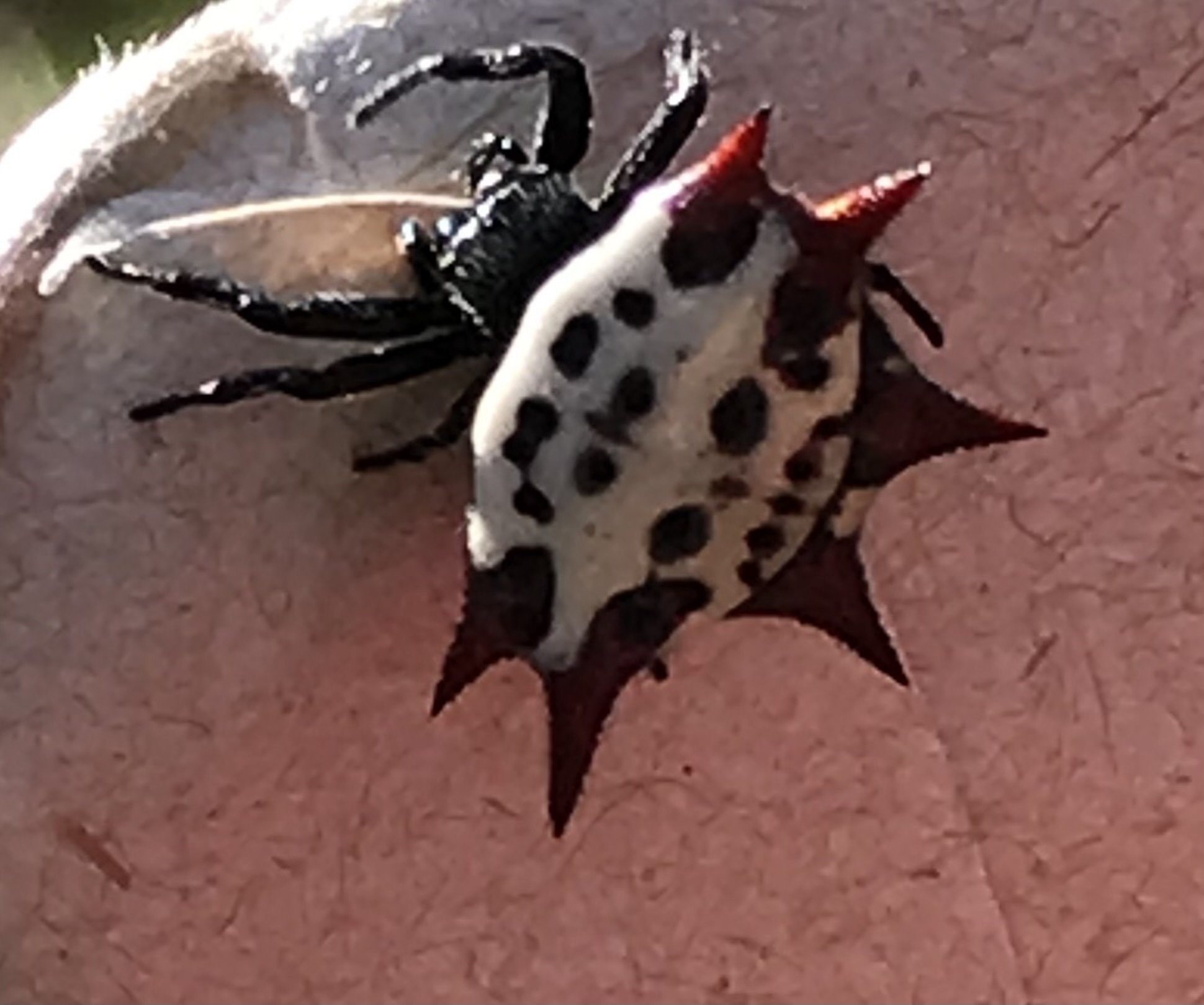 Gasteracantha cancriformis (Linnaeus, 1758)