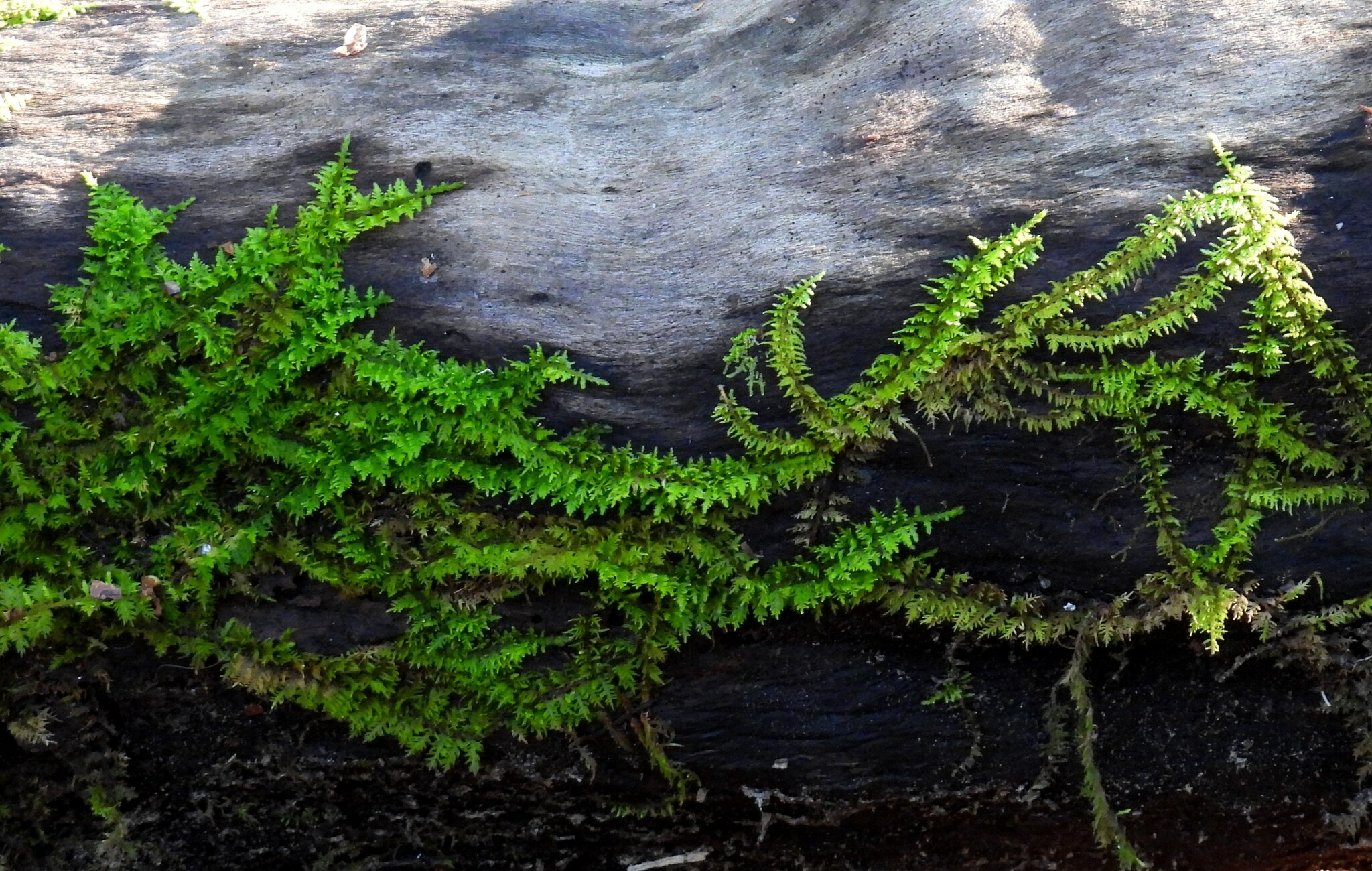 Thuidium delicatulum W.P.Schimper, 1852