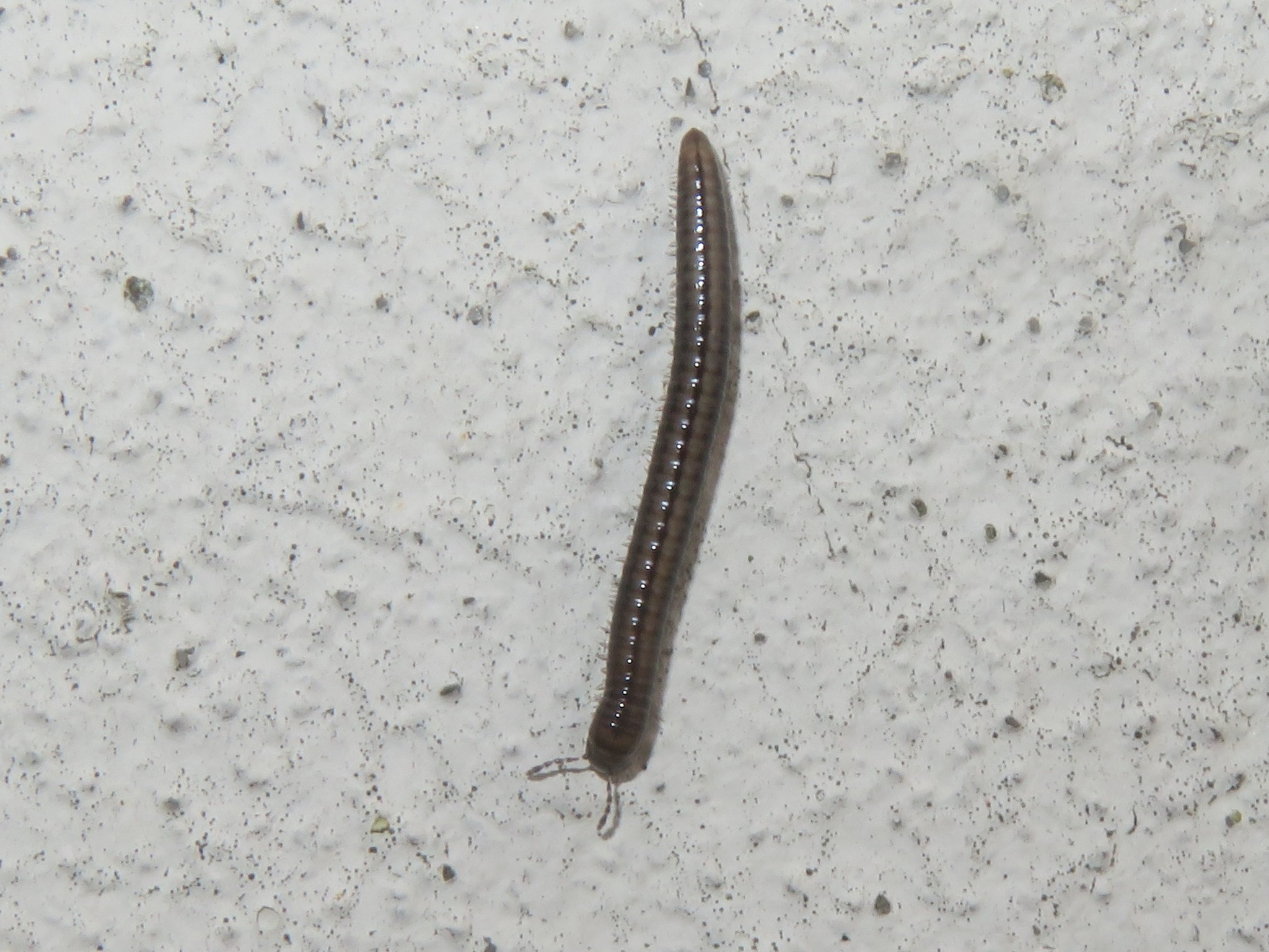 Brachyiulus pusillus (Leach, 1814)