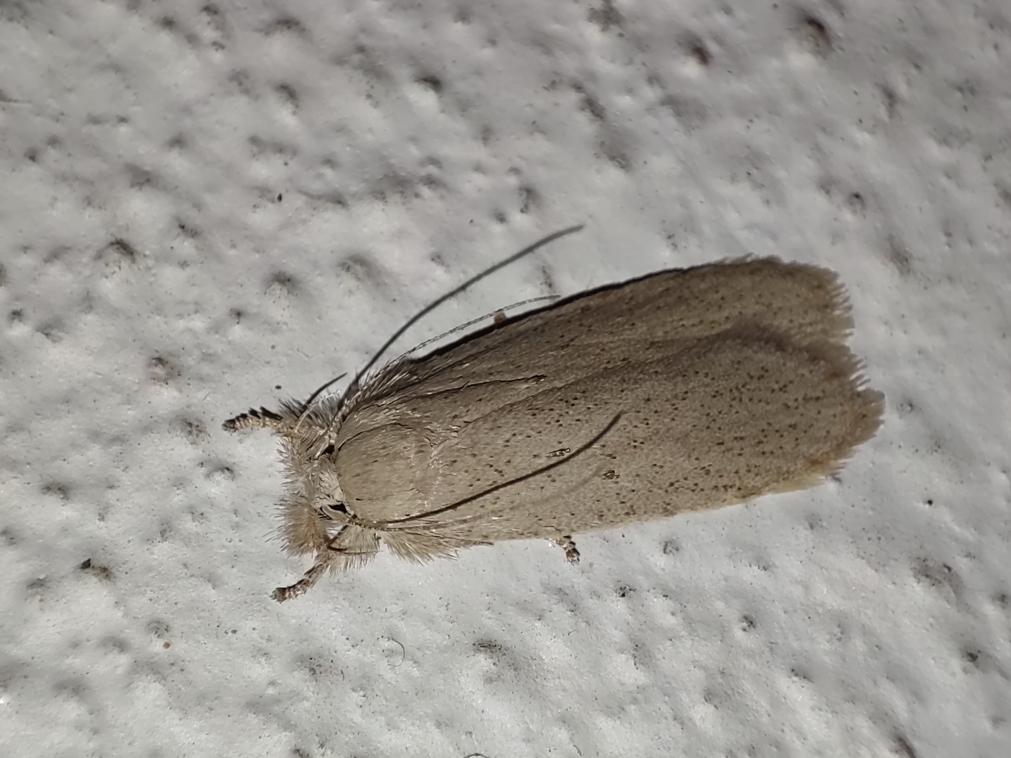 Opisina arenosella Walker, 1864