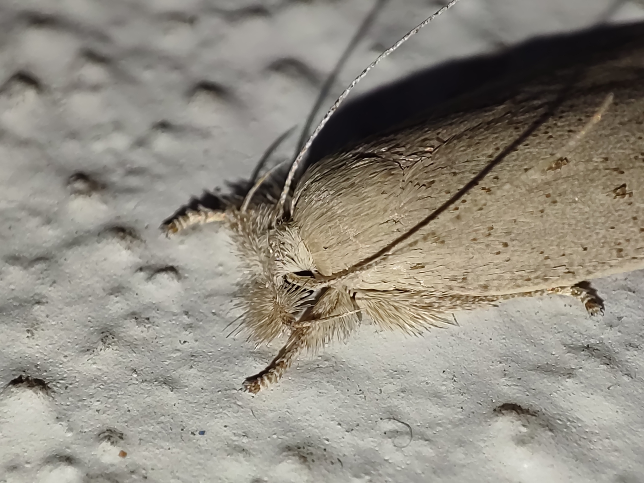 Opisina arenosella Walker, 1864