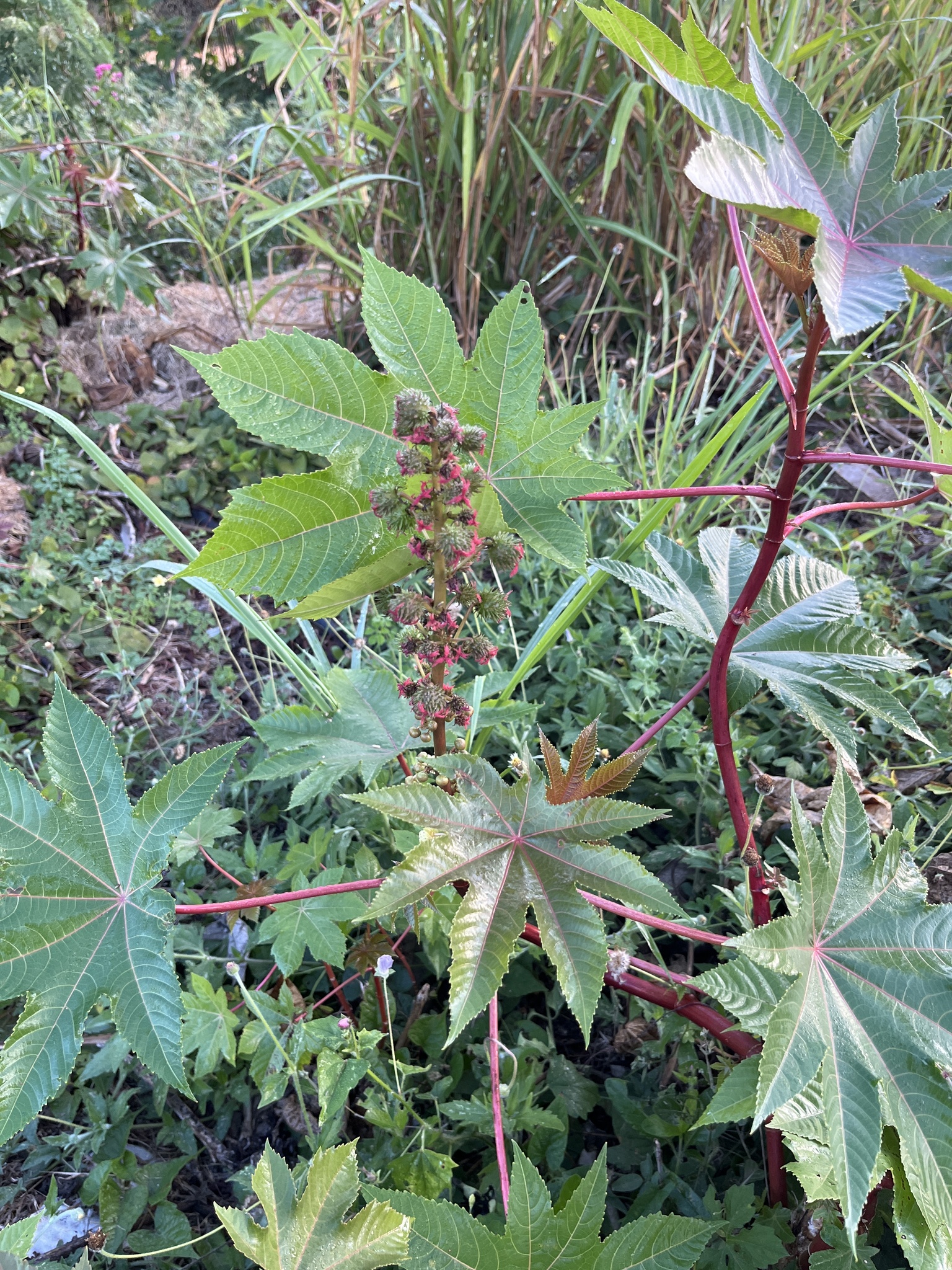 Ricinus communis L.