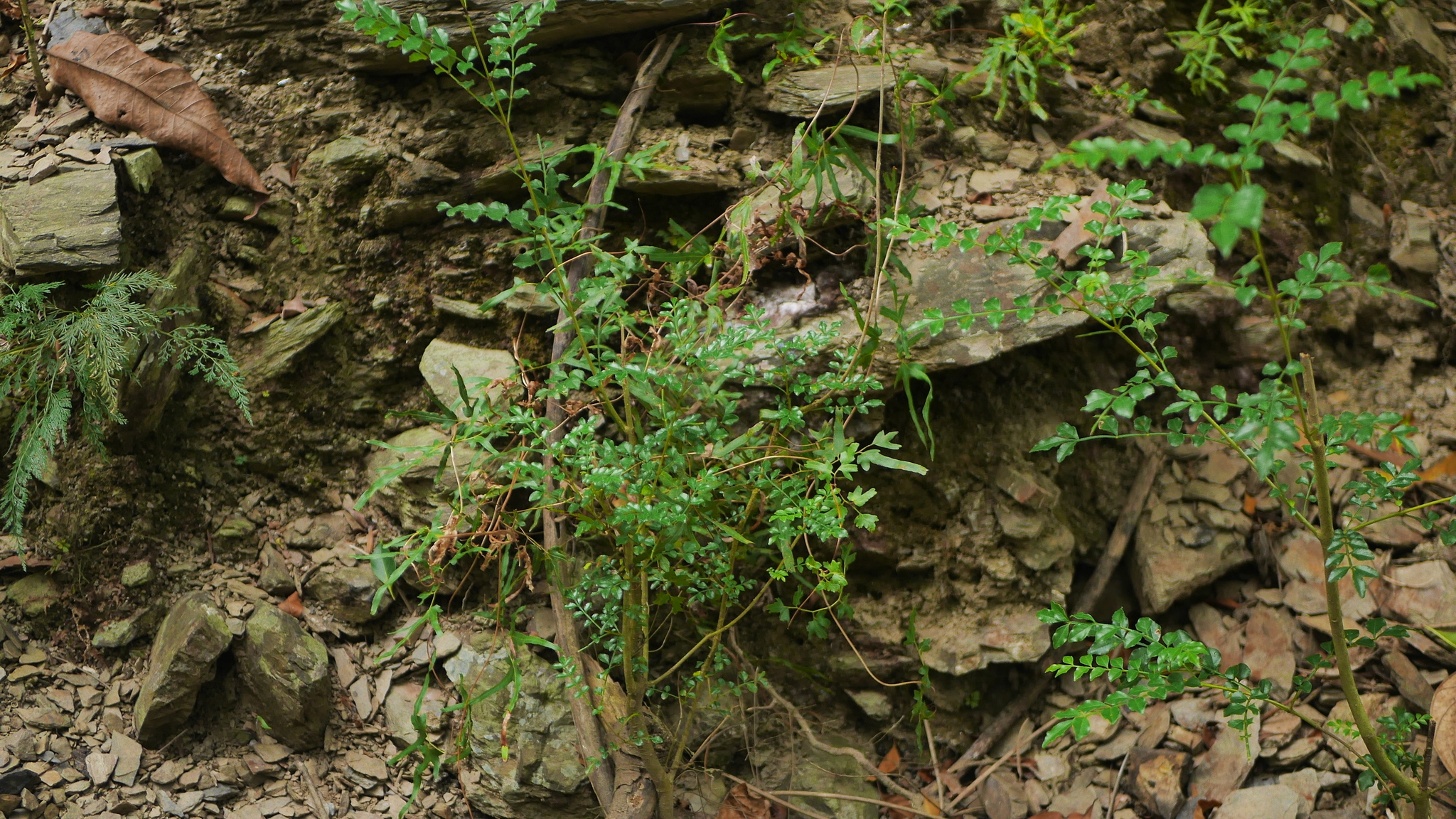 Fraxinus griffithii C.B.Clarke