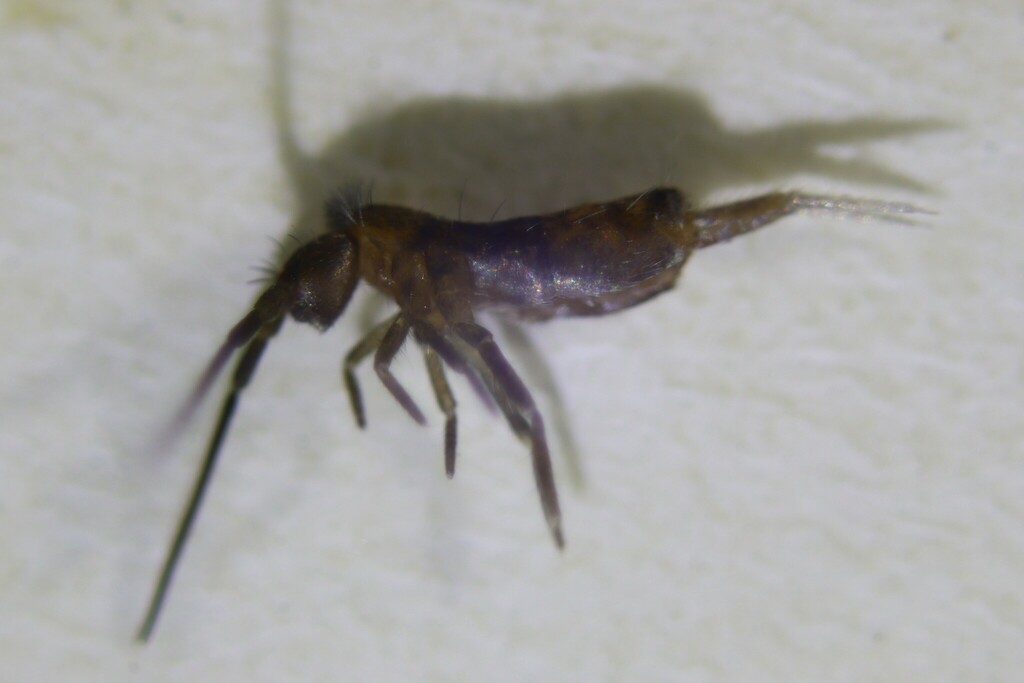Tomocerus in December 2022 by mistycal · iNaturalist