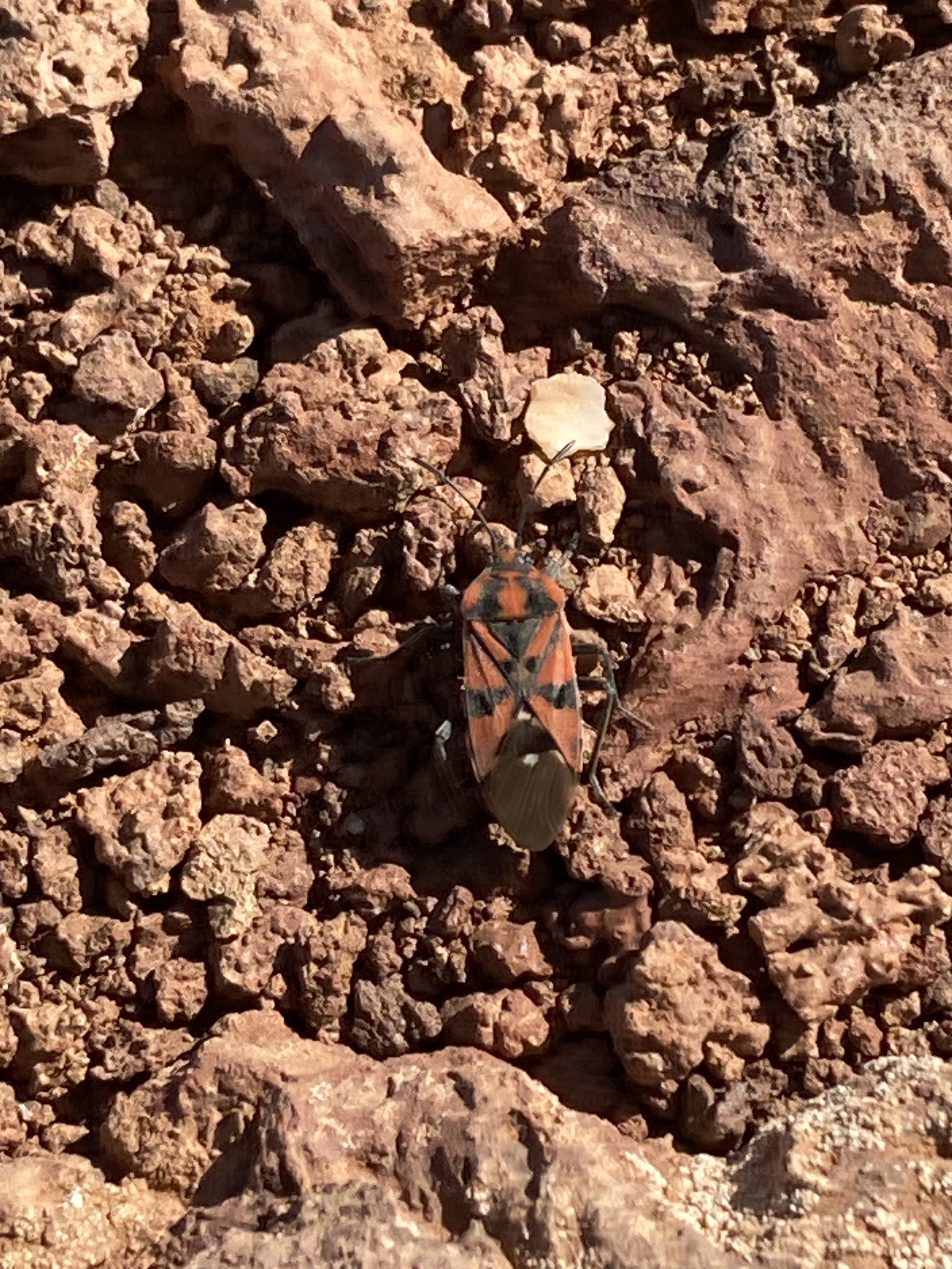 Spilostethus pandurus (Scopoli, 1763)