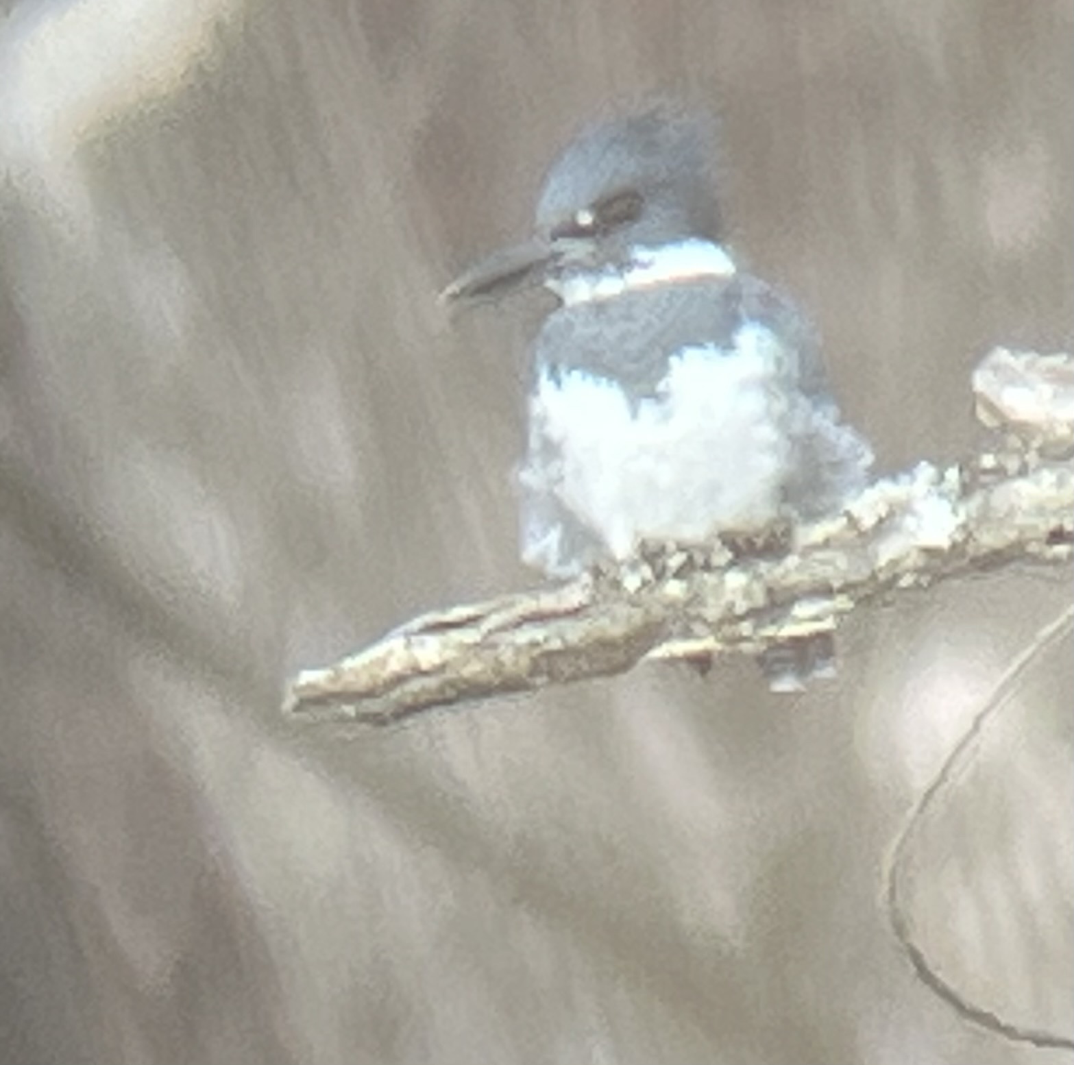 Megaceryle alcyon (Linnaeus, 1758)