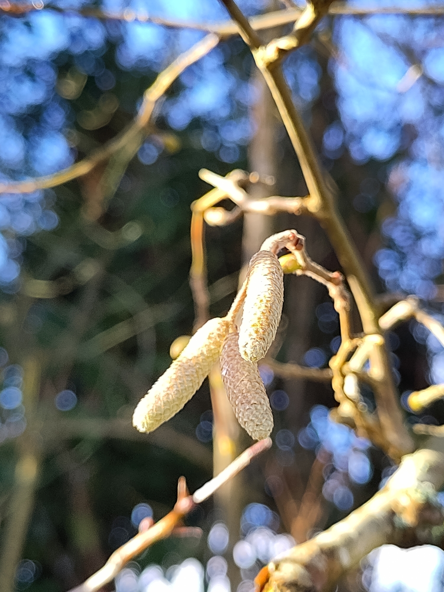 Corylus L.