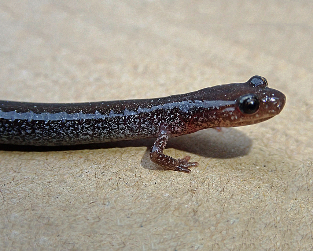 Eastern Red-backed Salamander from Salem, NH 03079, USA on August 30 ...