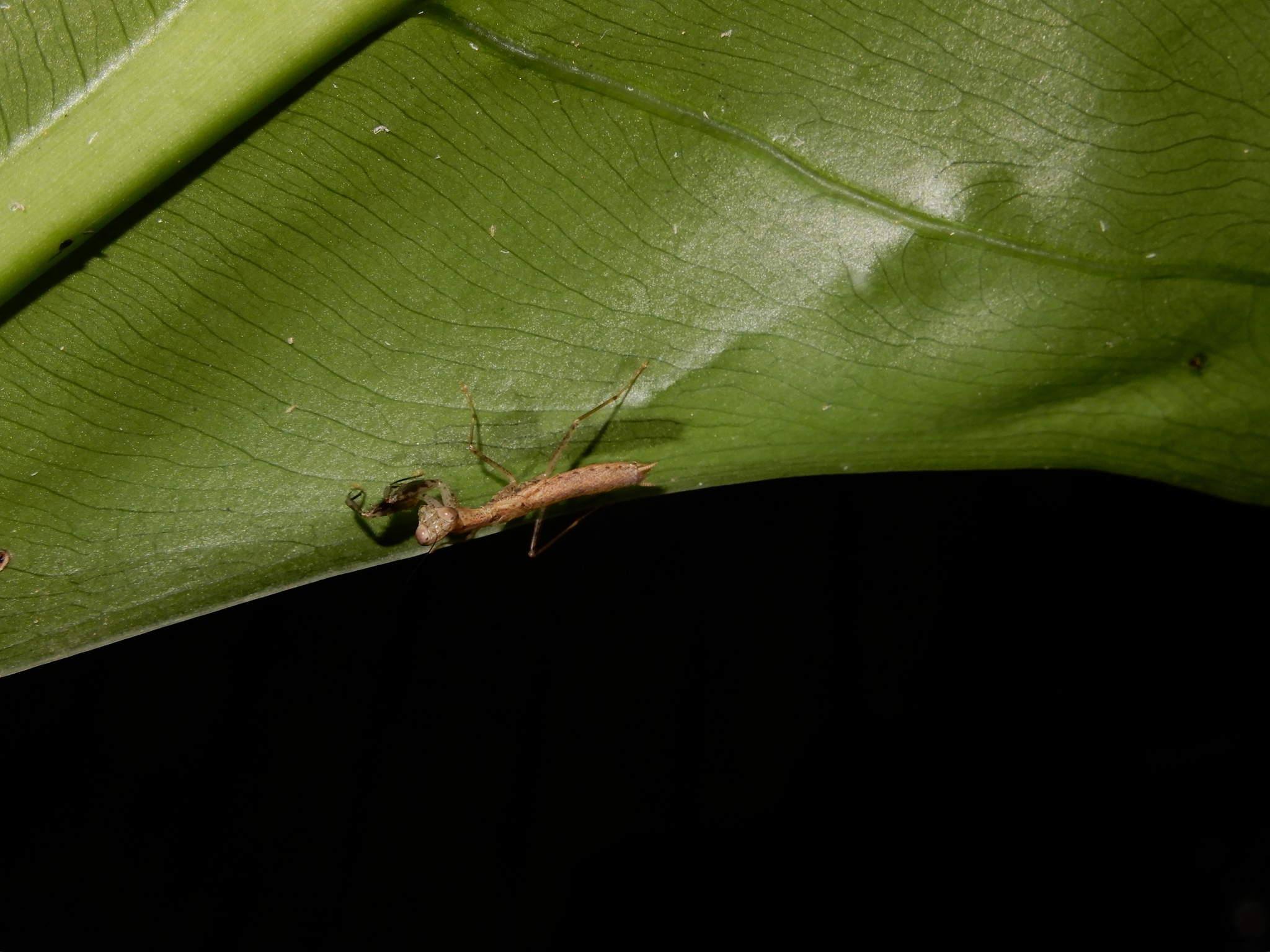 Mantodea