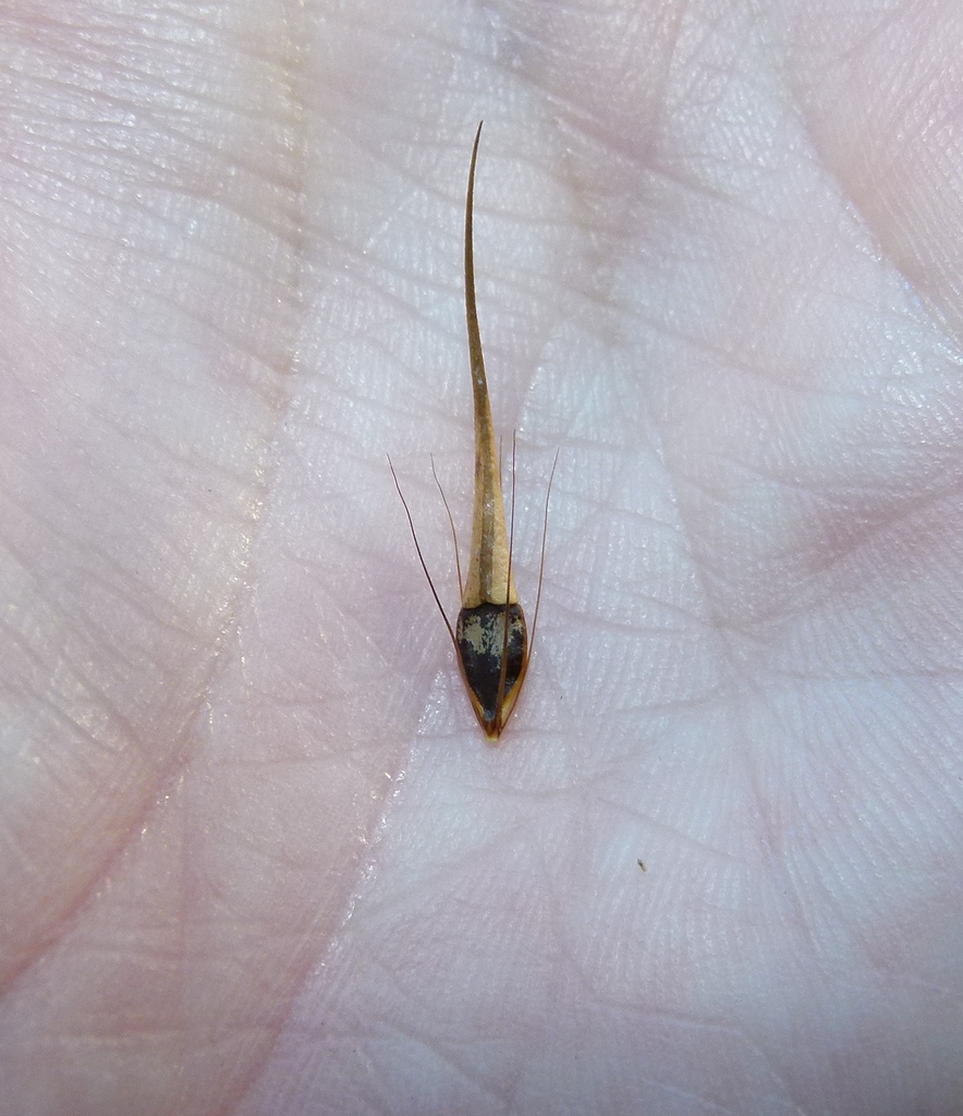 Tall Beakrush (Rhynchospora macrostachya) - Botanical Realm