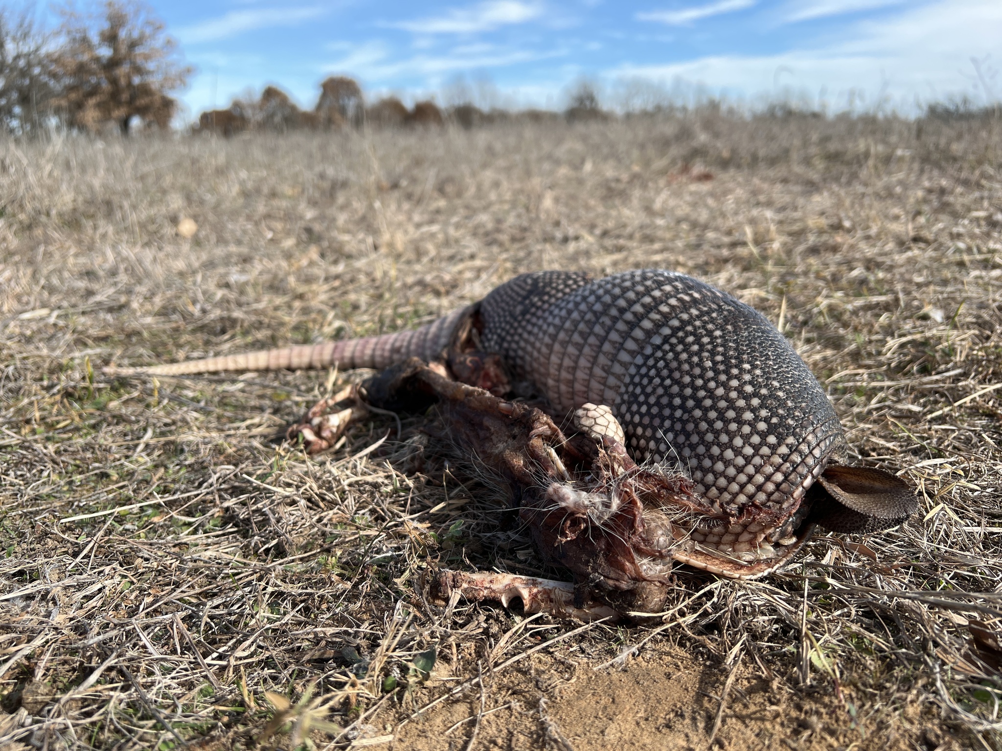 Dasypus novemcinctus Linnaeus, 1758