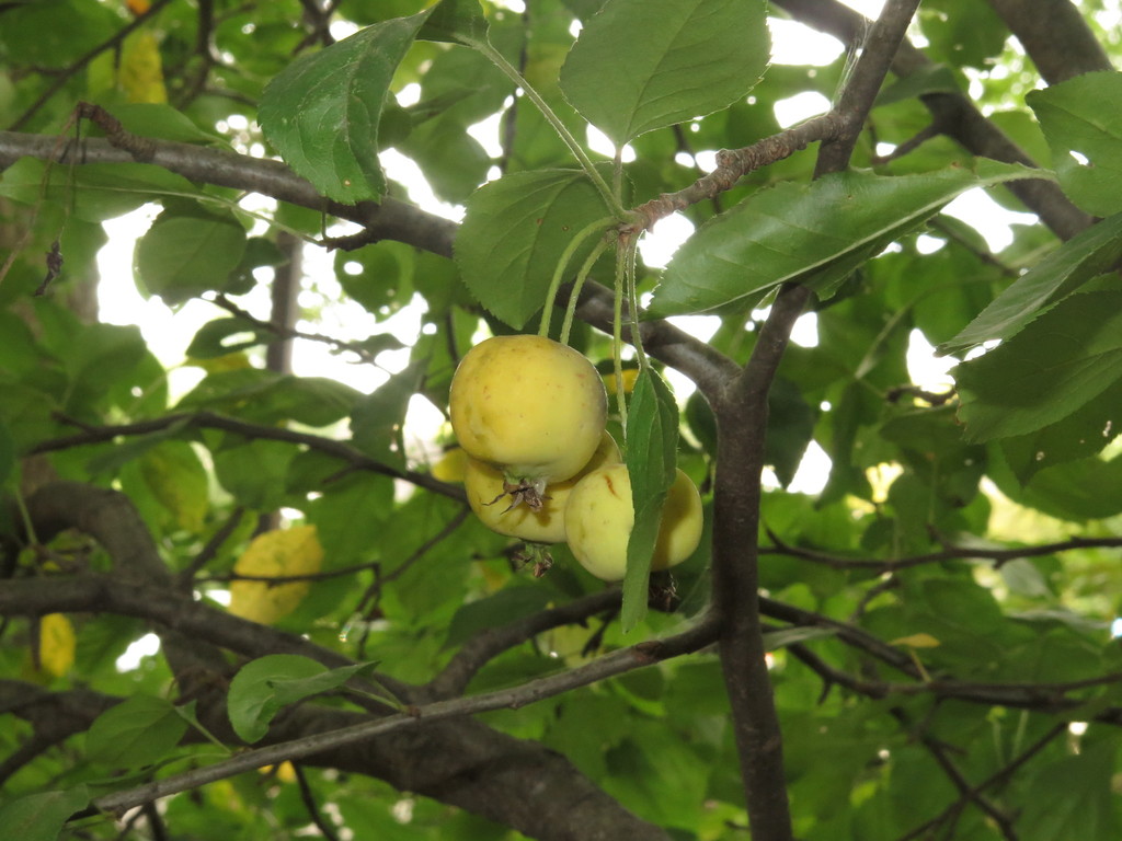 Pear-leaf Crabapple (Malus prunifolia) - Botanical Realm