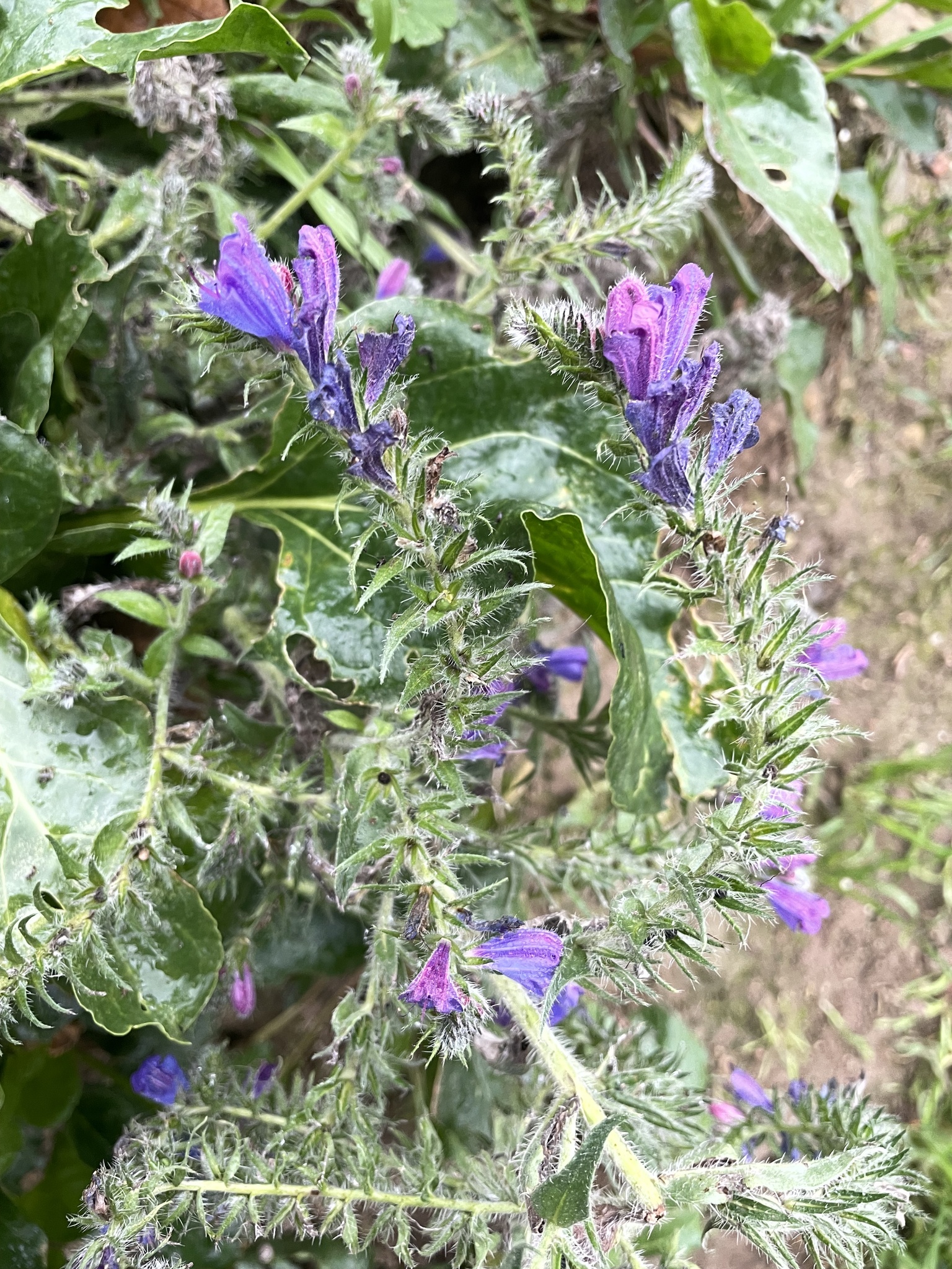 Boraginaceae