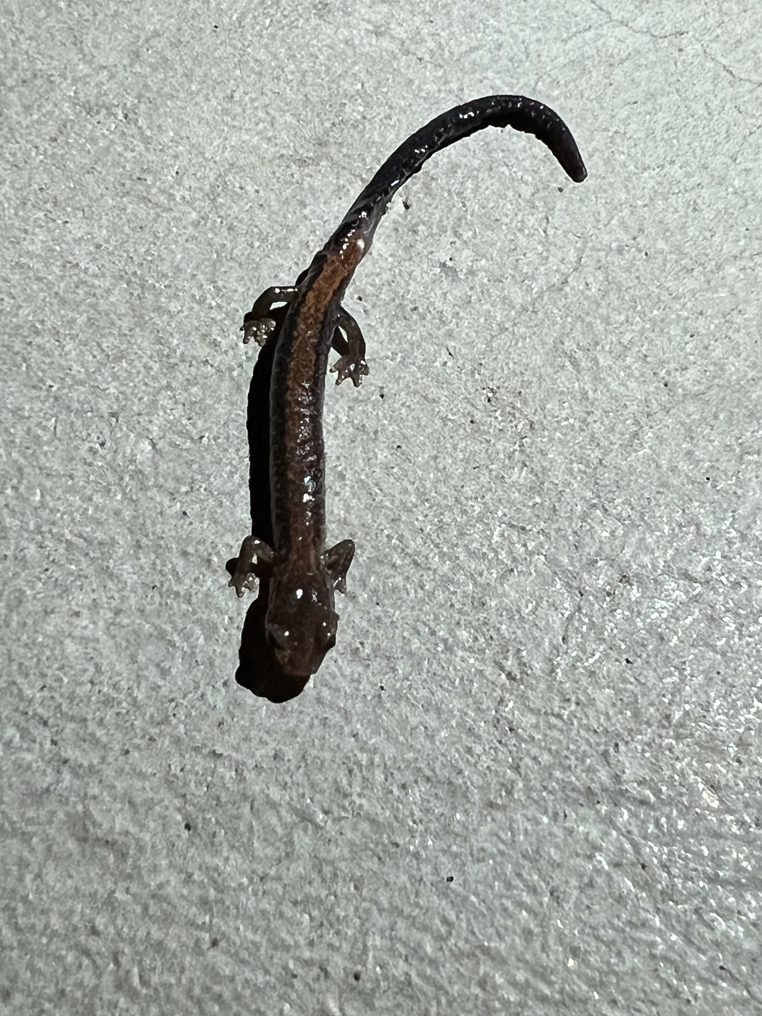 Plethodon cinereus (Green, 1818)