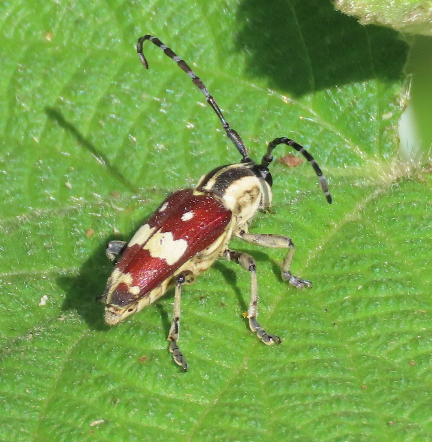 Cerambycidae