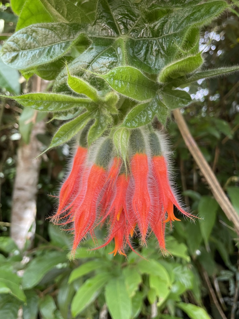 Gurania eriantha from Rodovia Raimundo Mascarenhas, Parauapebas, PA, BR ...