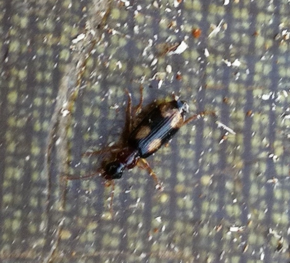 Carabidae