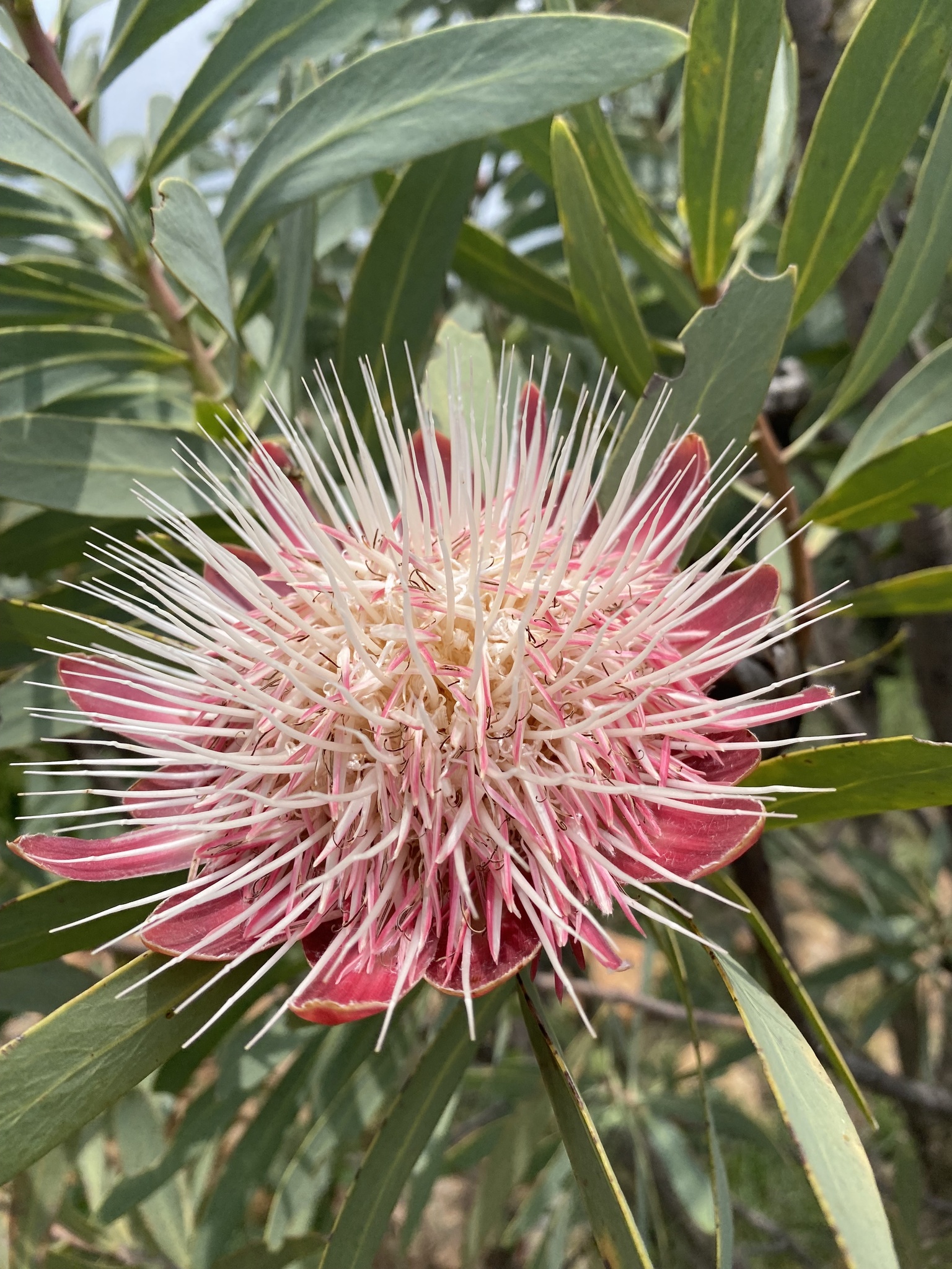 Protea caffra subsp. caffra
