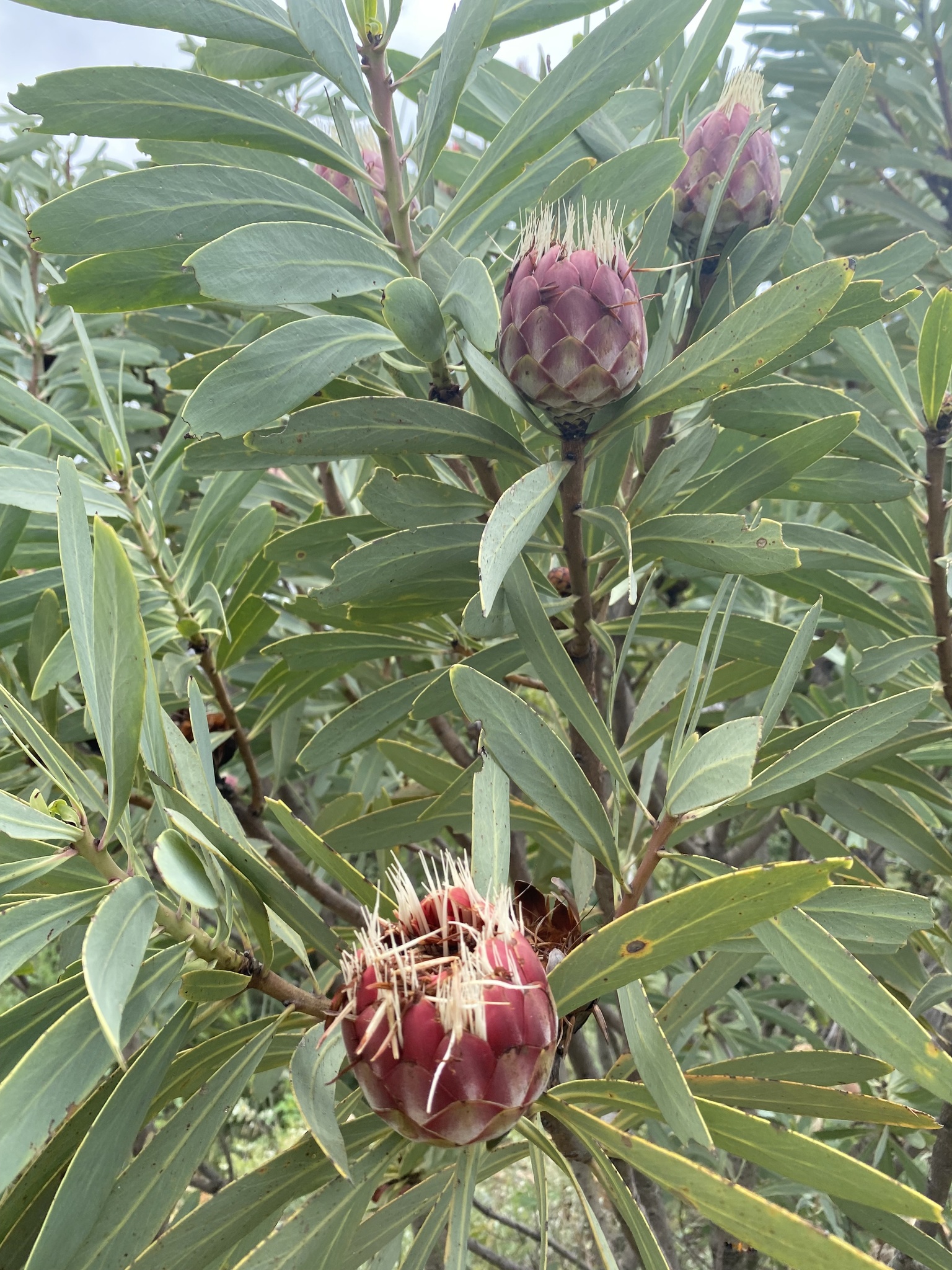 Protea caffra subsp. caffra