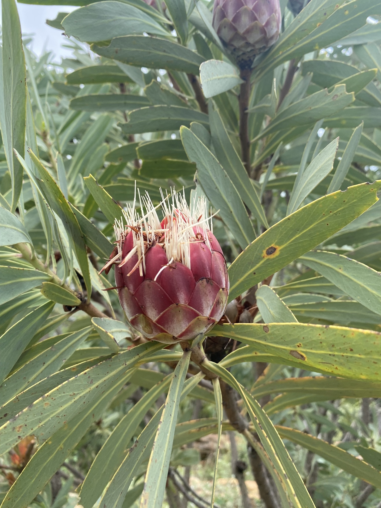 Protea caffra subsp. caffra