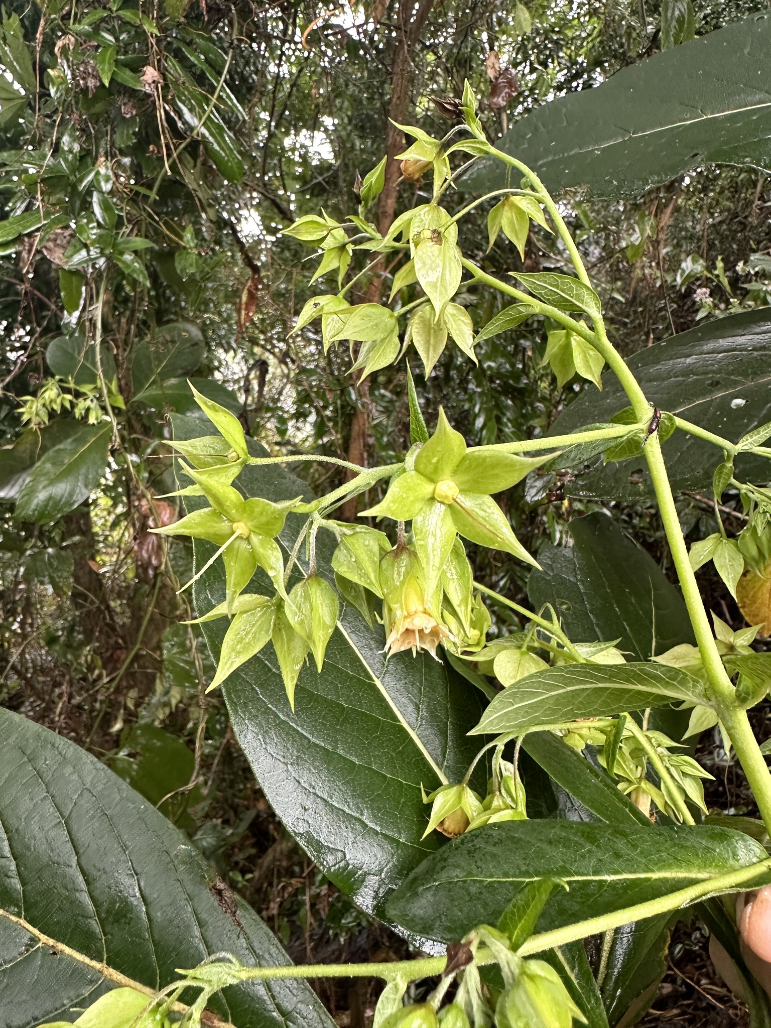 Boraginaceae