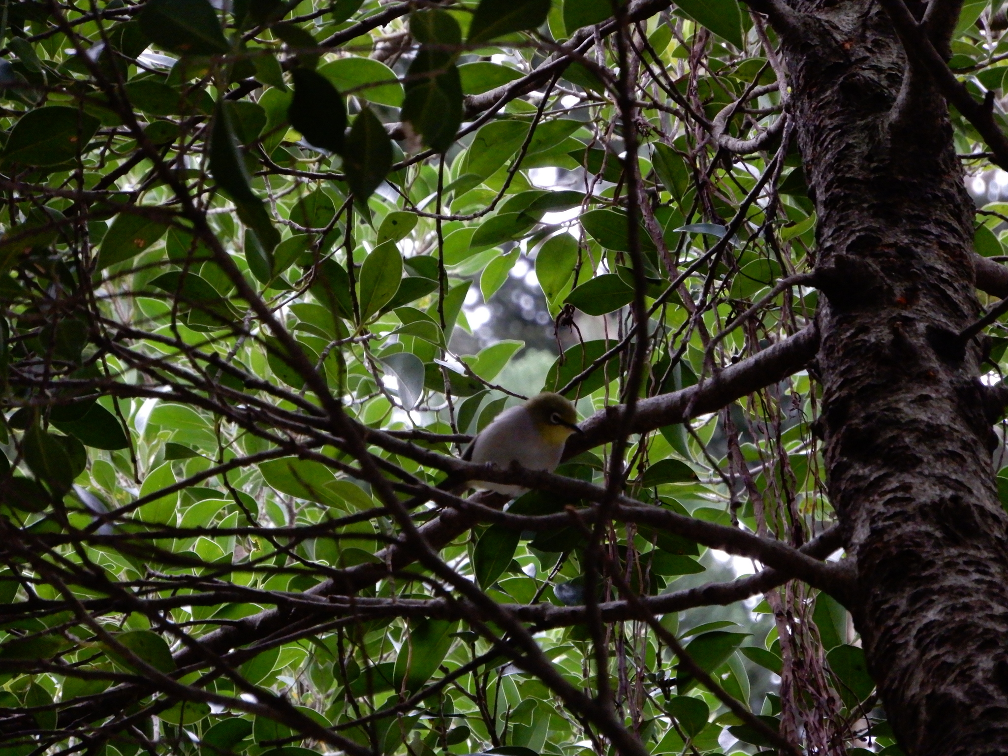 Zosterops simplex Swinhoe, 1861