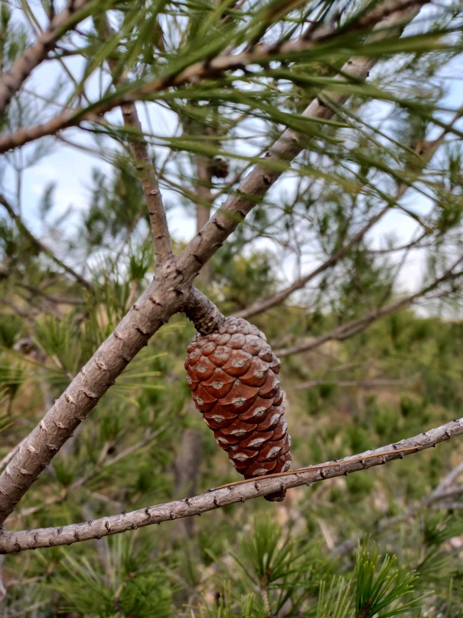 Pinus halepensis Mill.