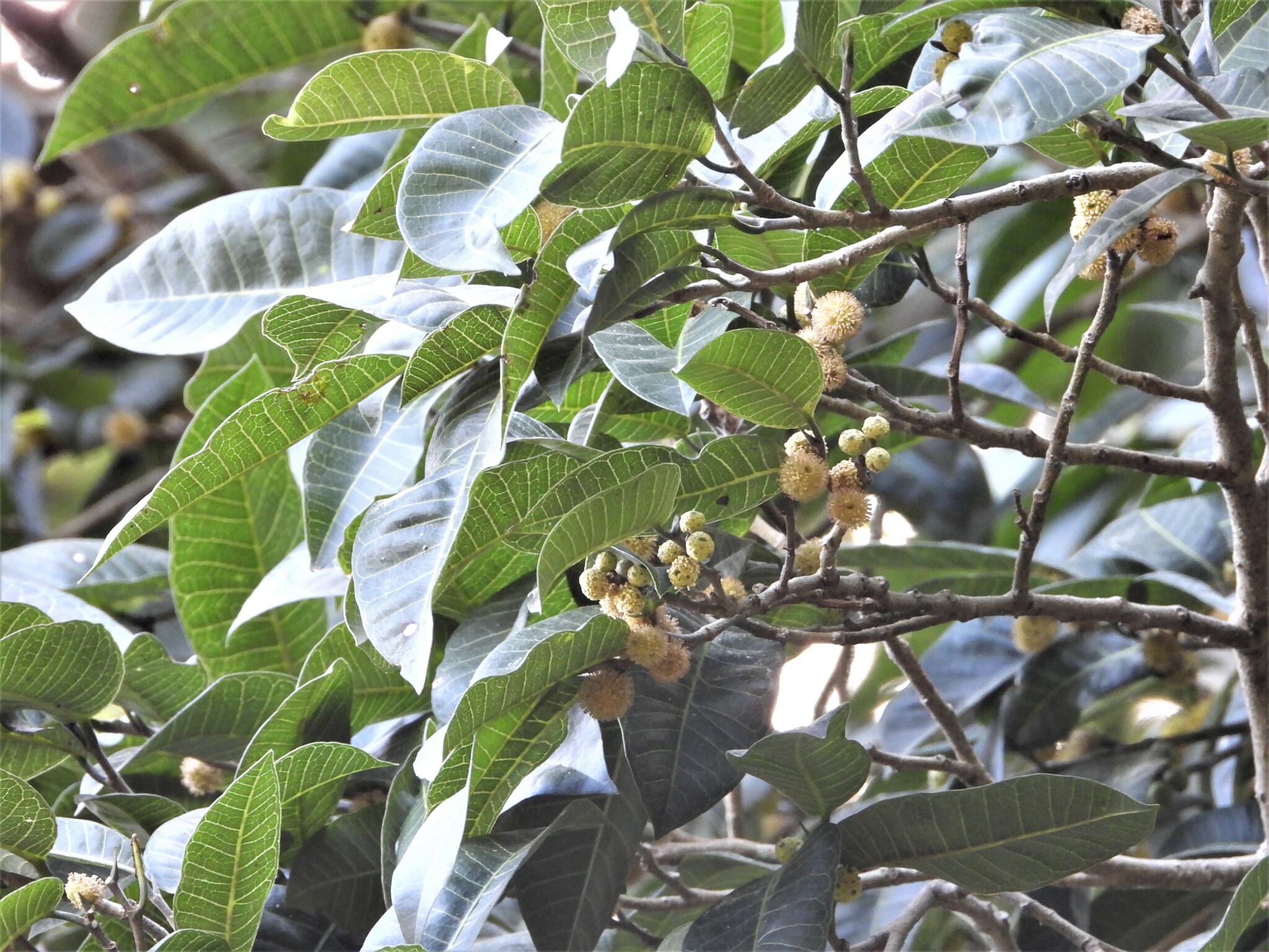 Brosimum alicastrum Sw.