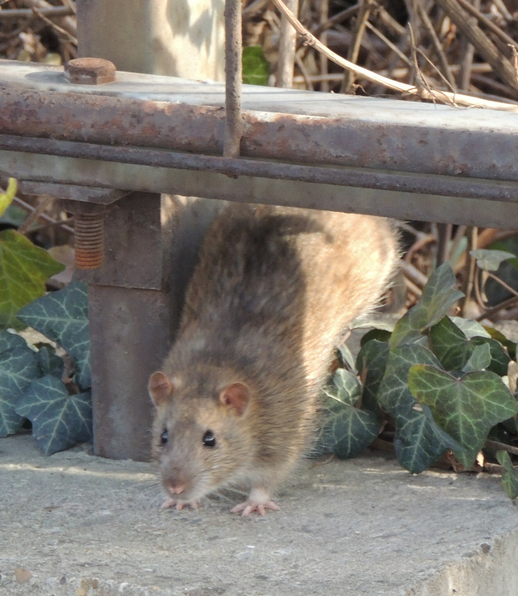 Rattus norvegicus (Berkenhout, 1769)