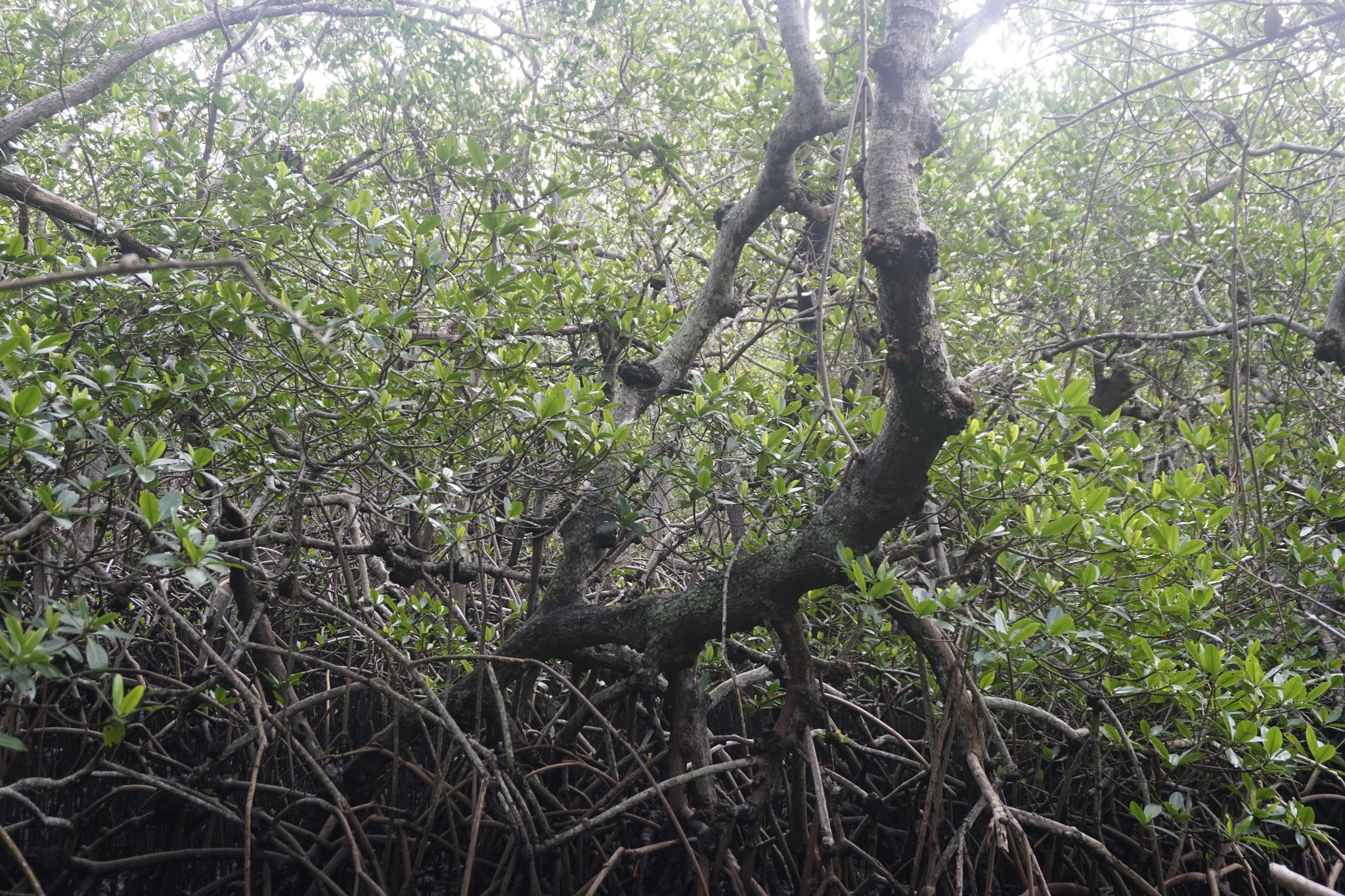 Rhizophora mangle L.