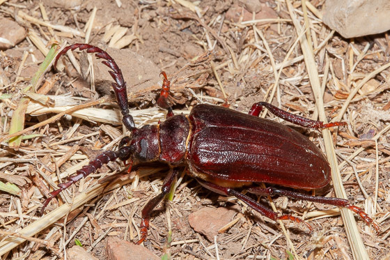 California Root Borer Beetle (Lake Roosevelt National Recreation Area ...