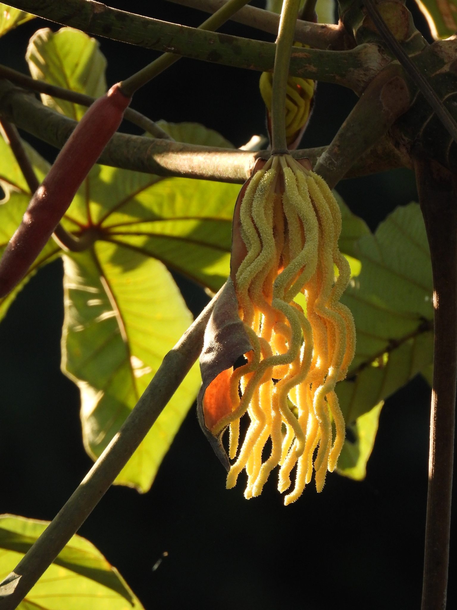 Cecropia obtusifolia Bertol.