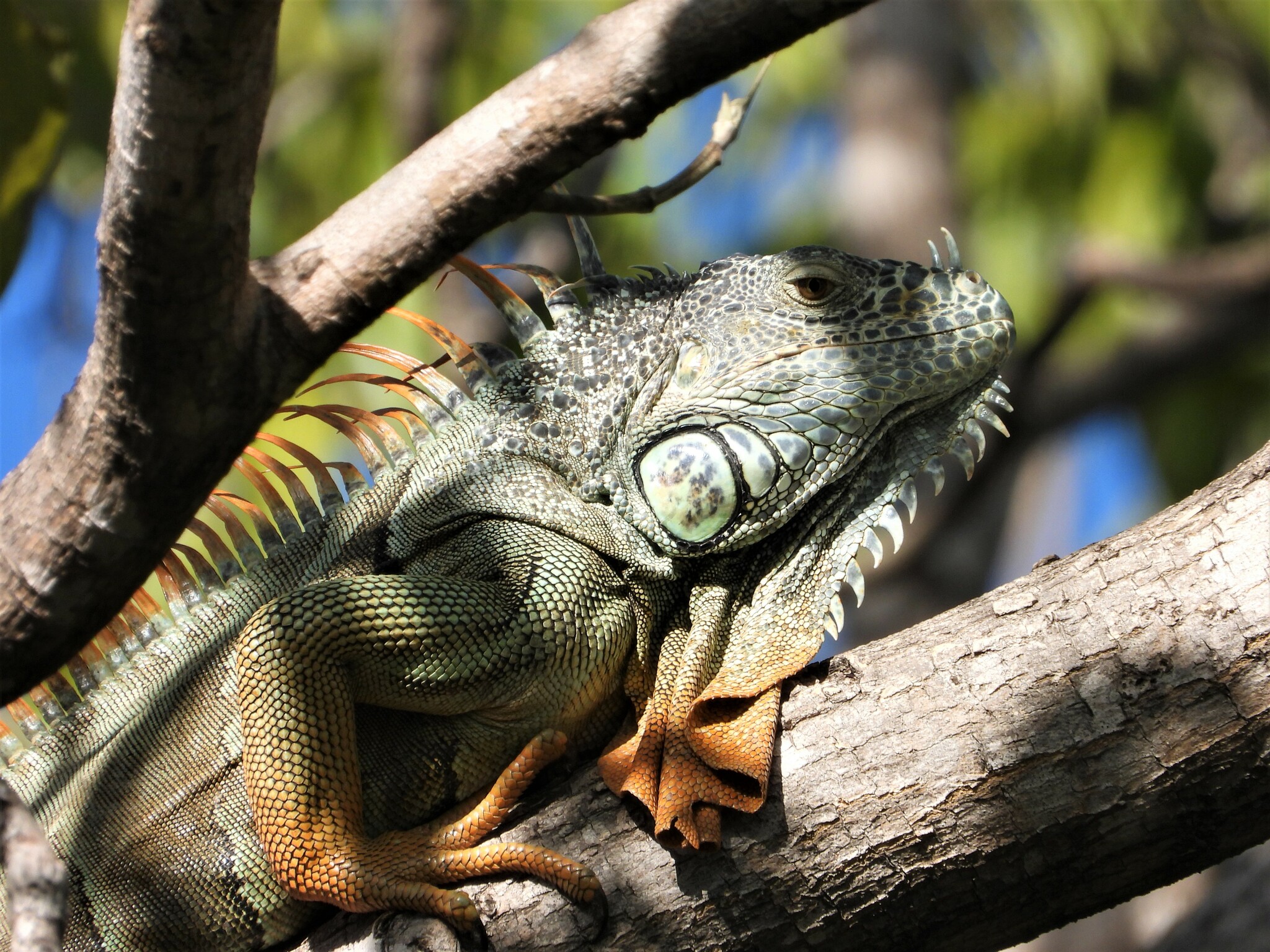 Iguana iguana (Linnaeus, 1758)