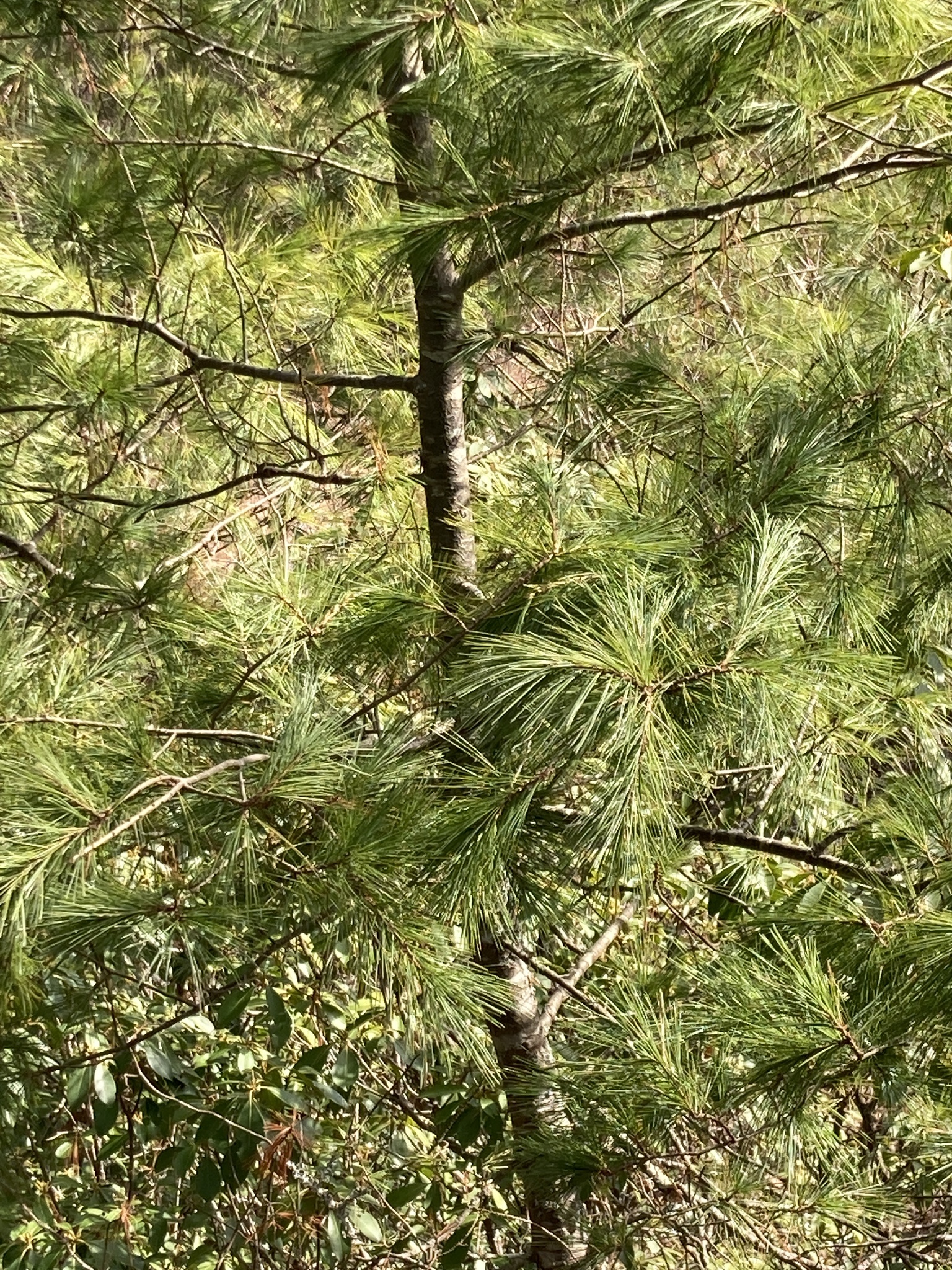 Pinus strobus L.