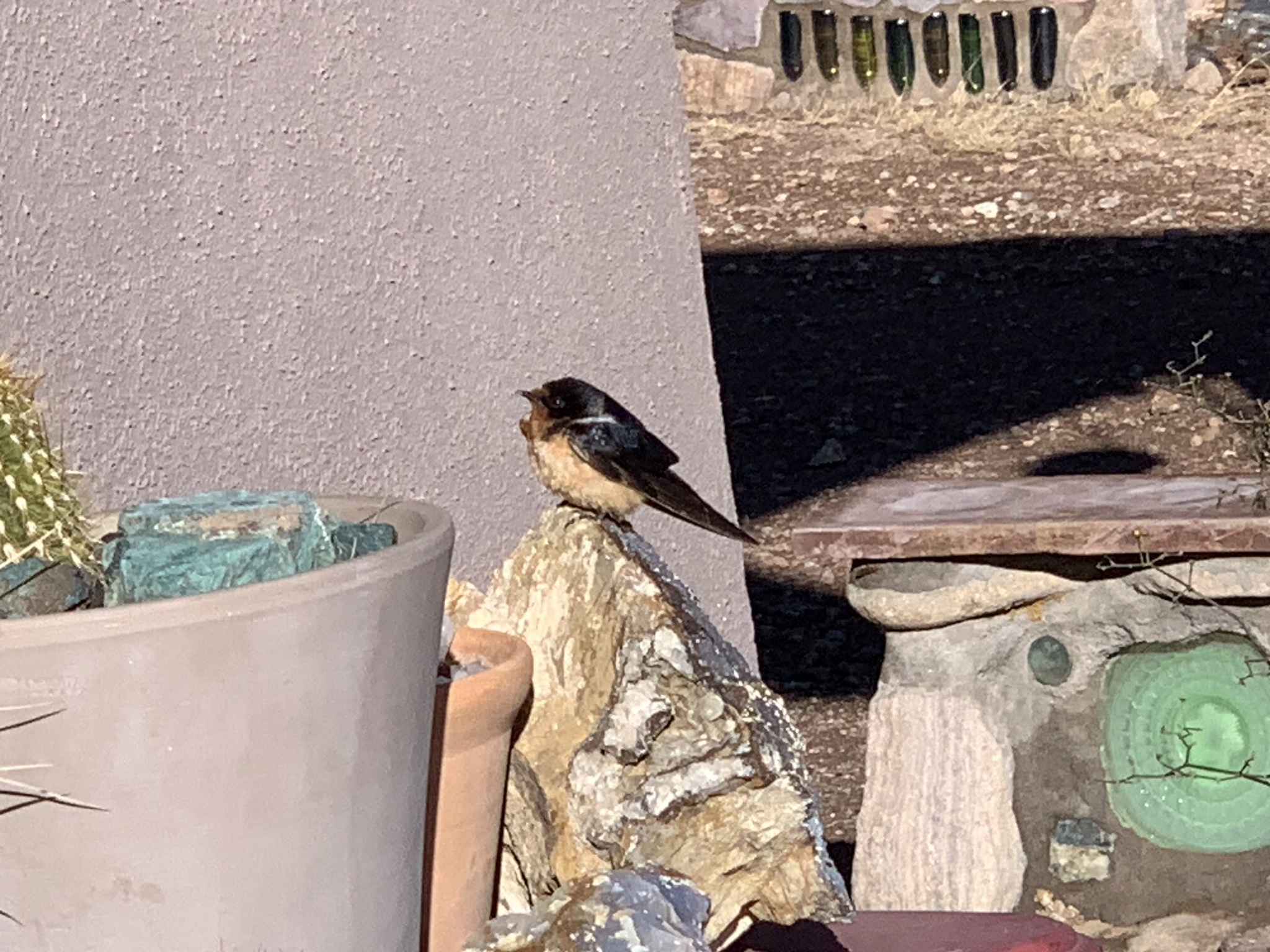 Hirundo rustica Linnaeus, 1758