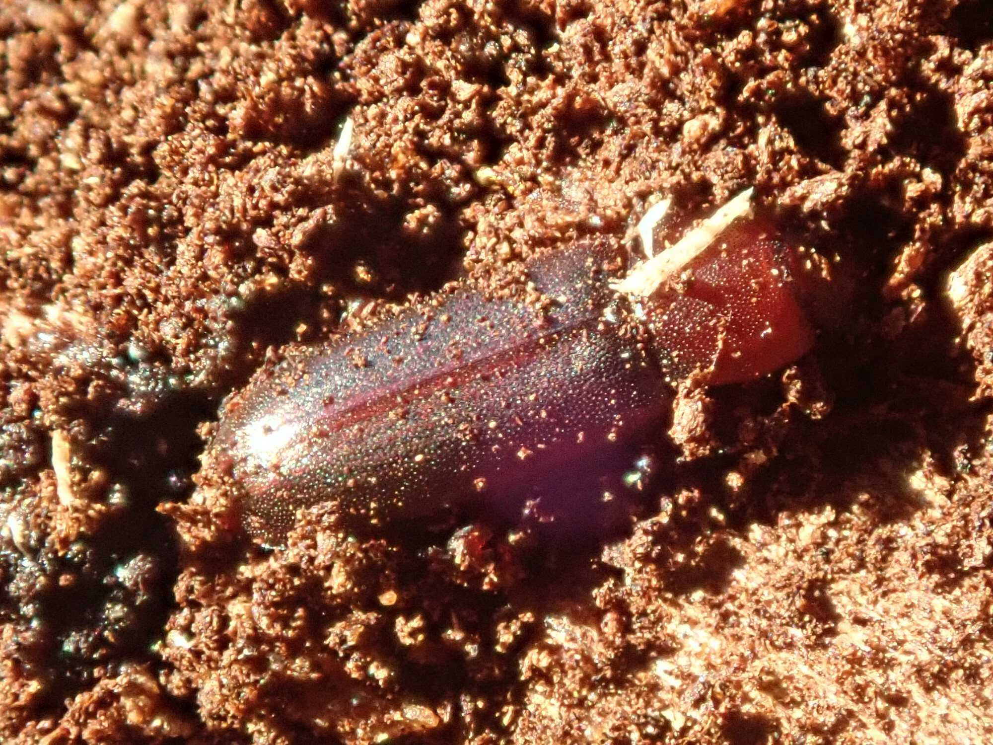 Tenebrionidae