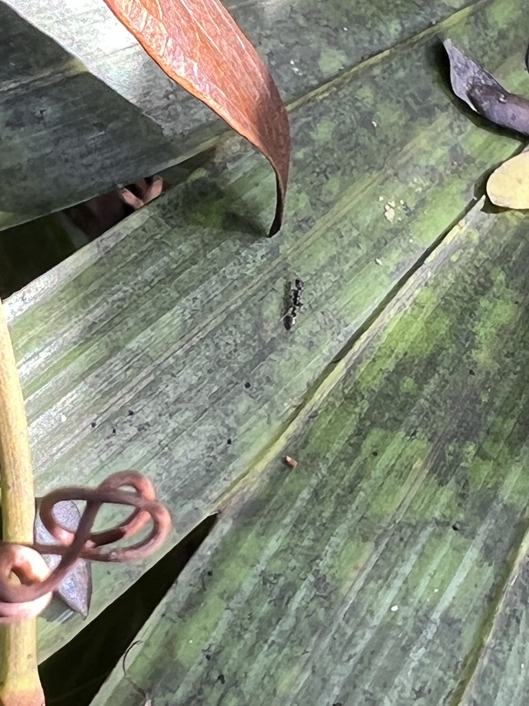 Mangrove Twig Ant from Miami-Dade County, Everglades National Park, US ...