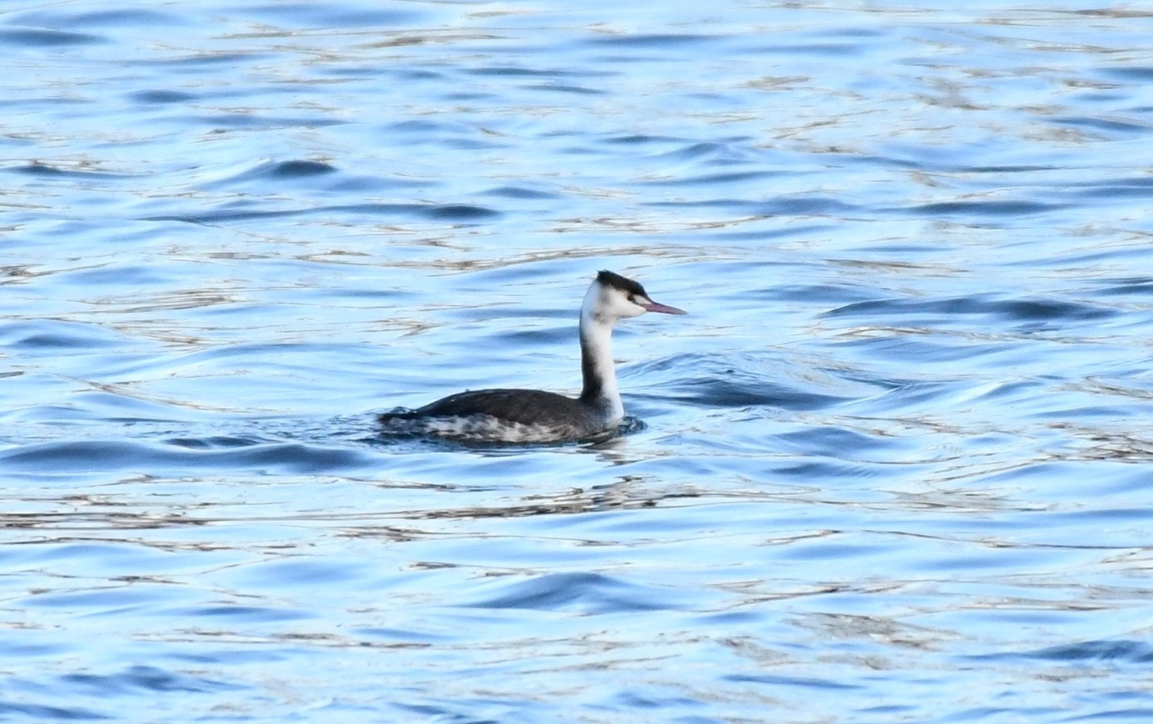 Podiceps cristatus (Linnaeus, 1758)