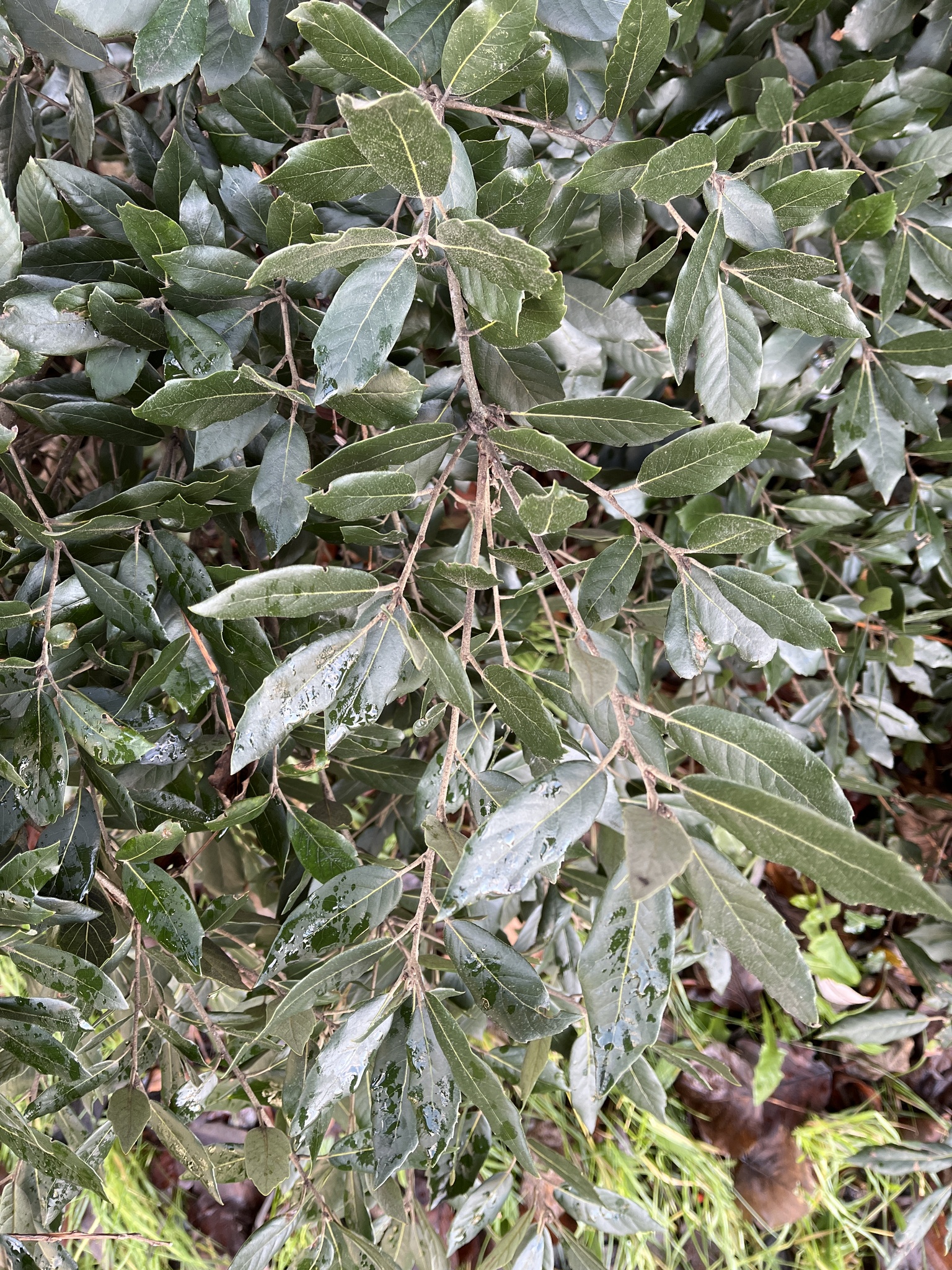 Quercus ilex L.