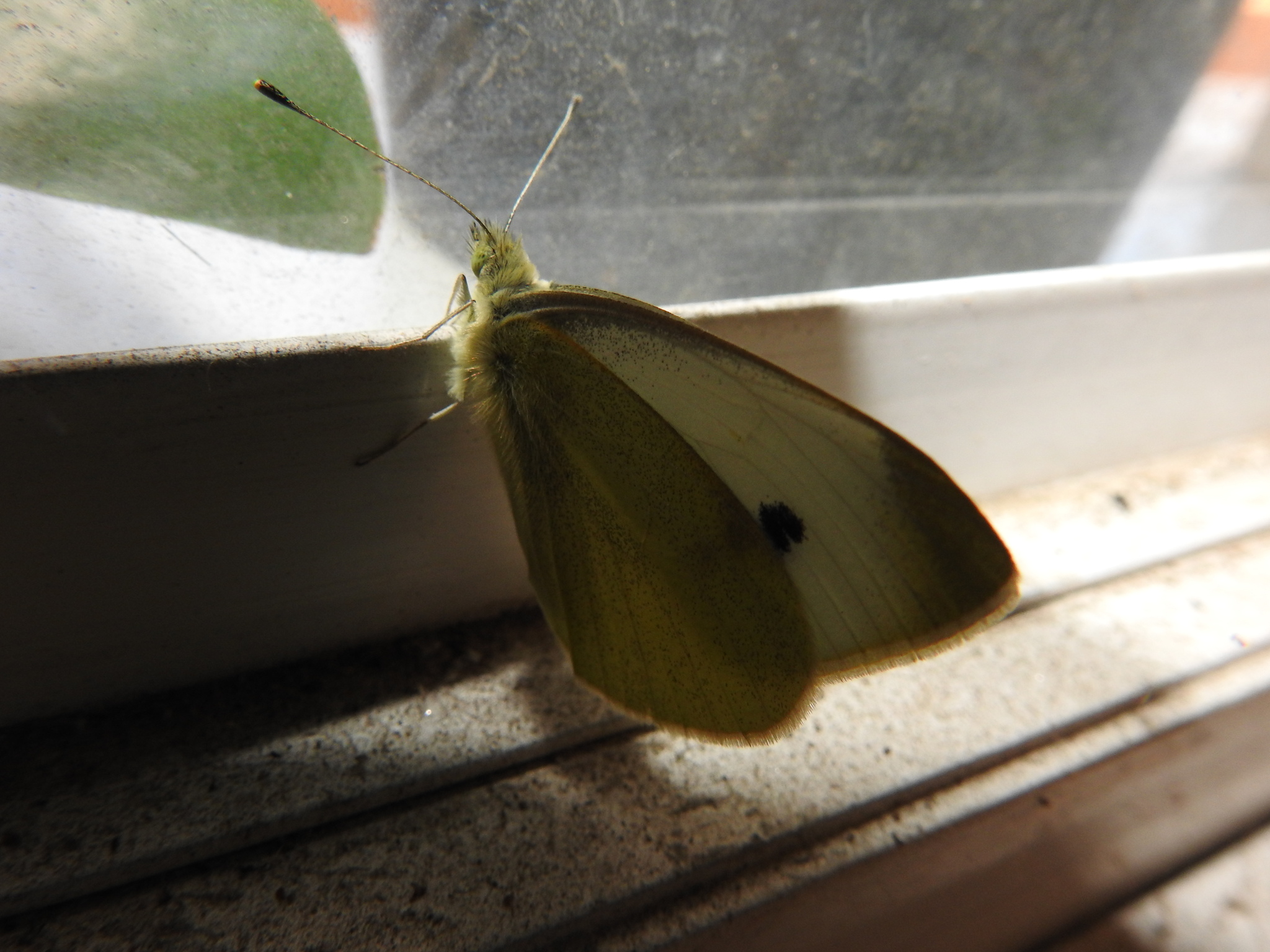 Pieris rapae (Linnaeus, 1758)