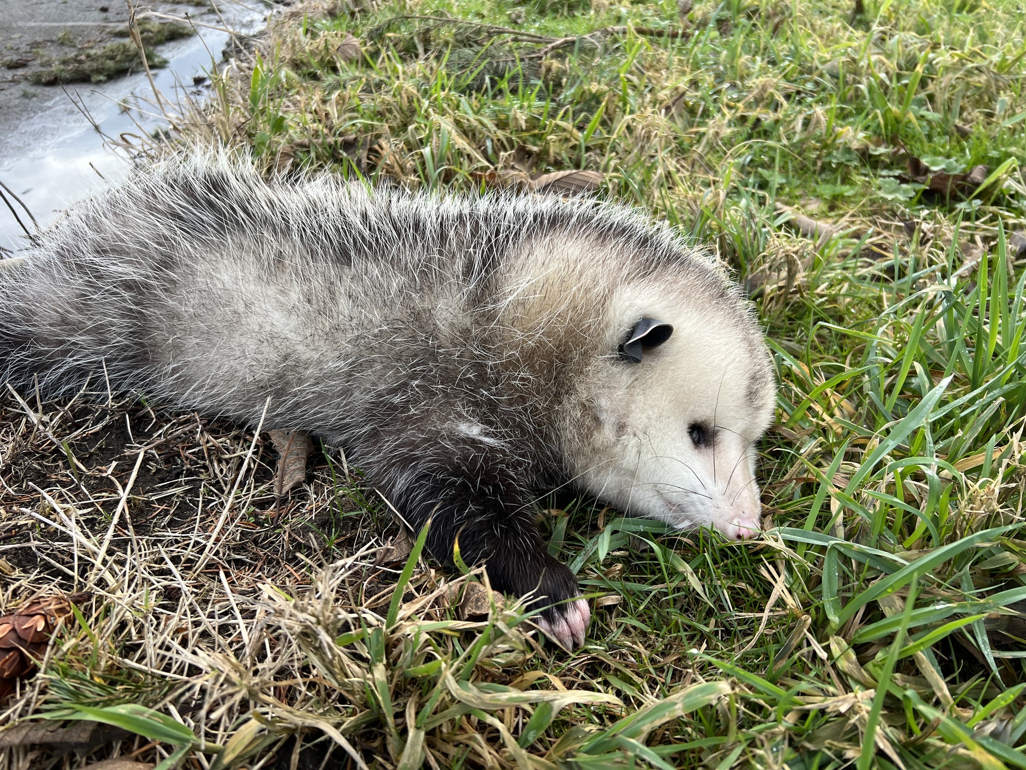 Didelphis virginiana Kerr, 1792