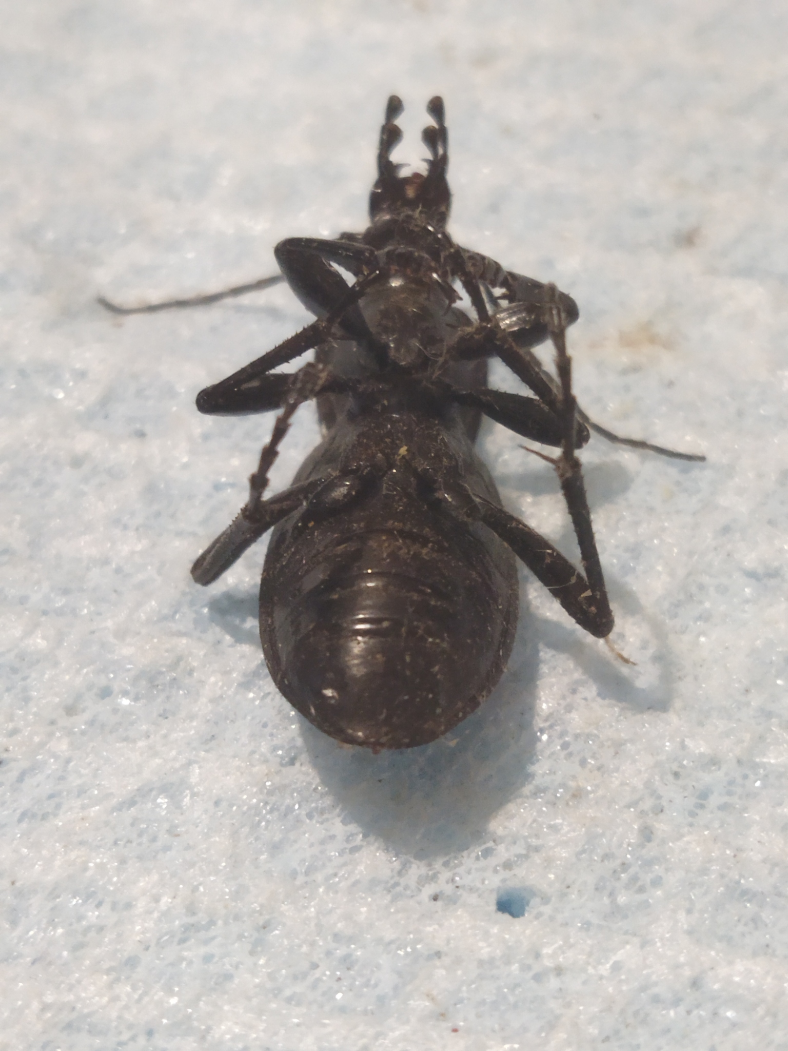 Carabus coriaceus Linnaeus, 1758