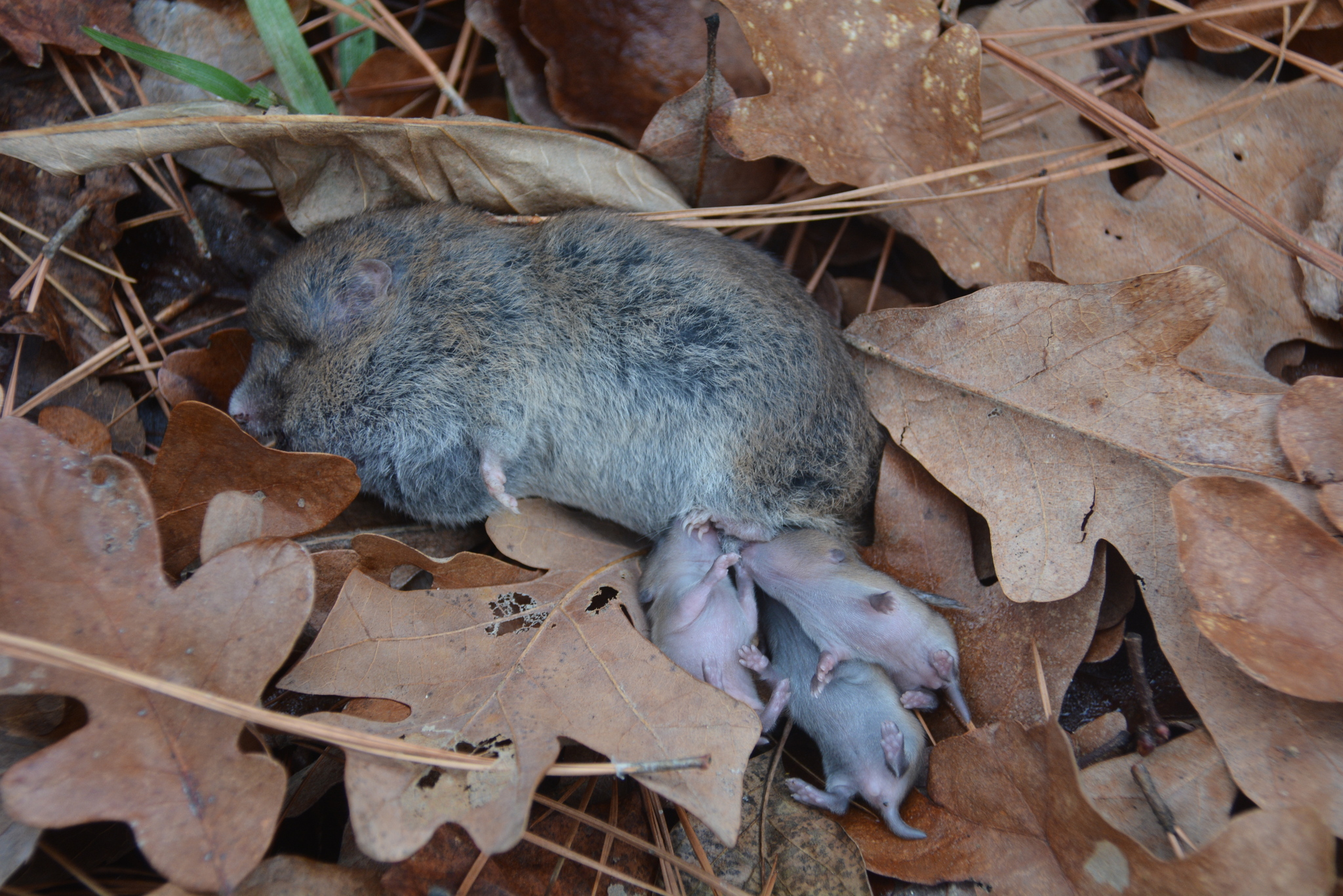 Microtus pinetorum (Le Conte, 1830)