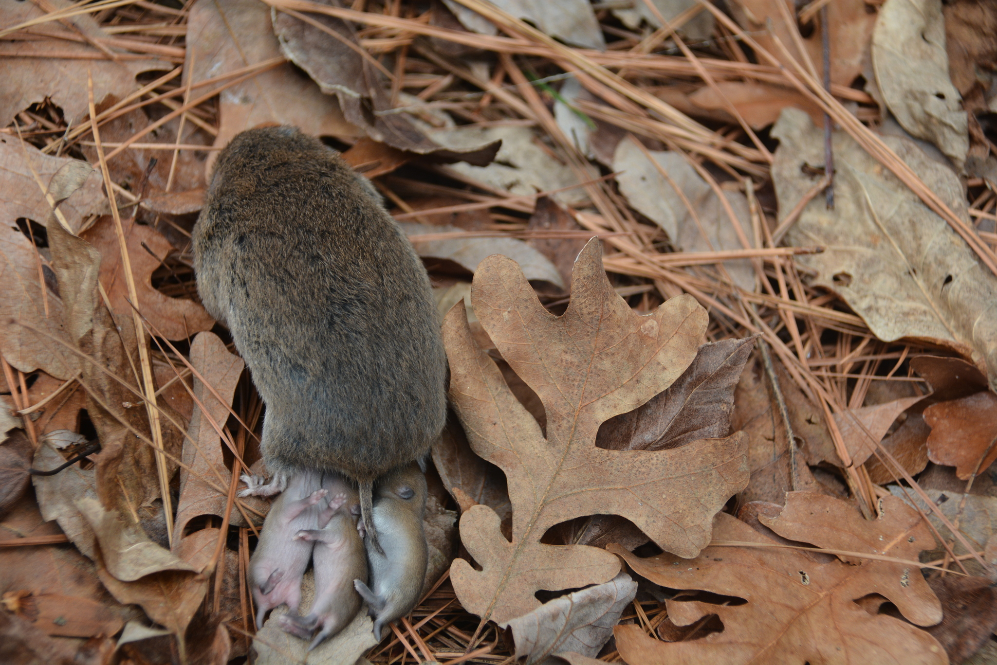 Microtus pinetorum (Le Conte, 1830)