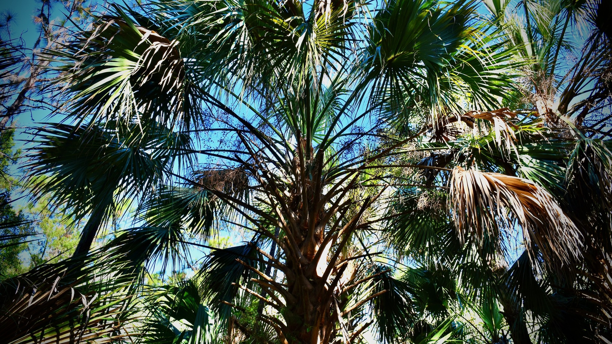 Arecaceae