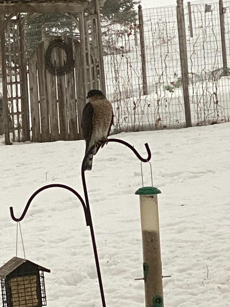 Sharp-shinned Hawk from Dellwood, MN 55110, USA on January 2, 2023 at ...