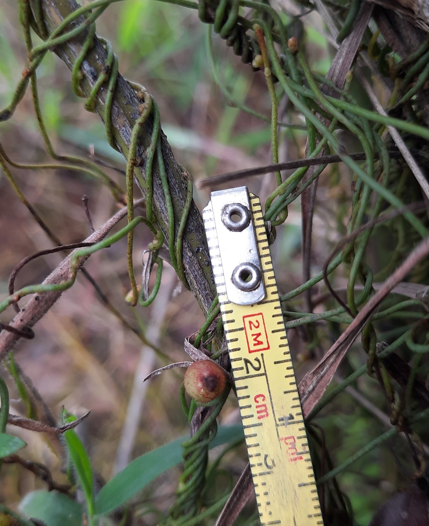 Cassytha filiformis L.