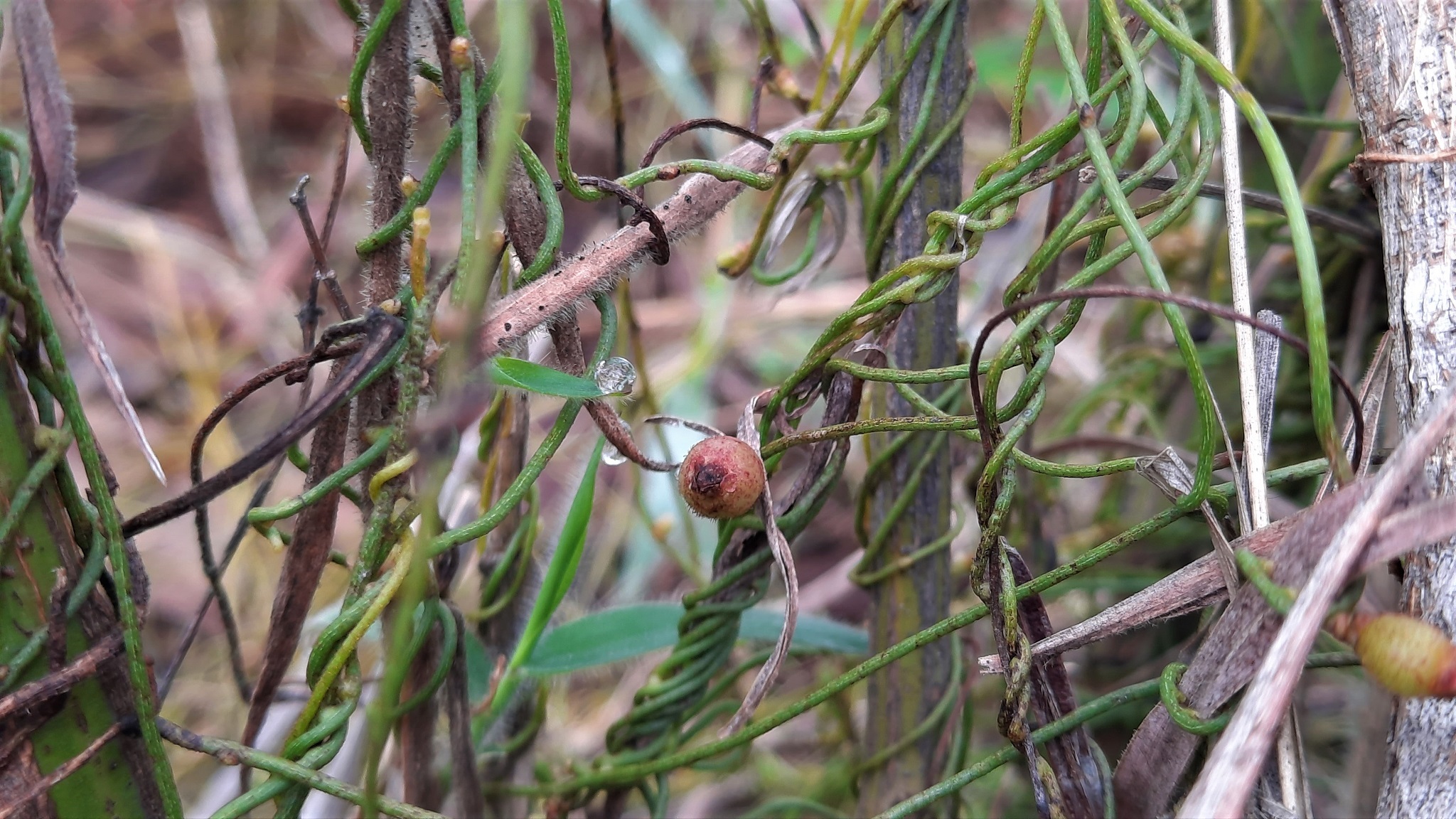 Cassytha filiformis L.