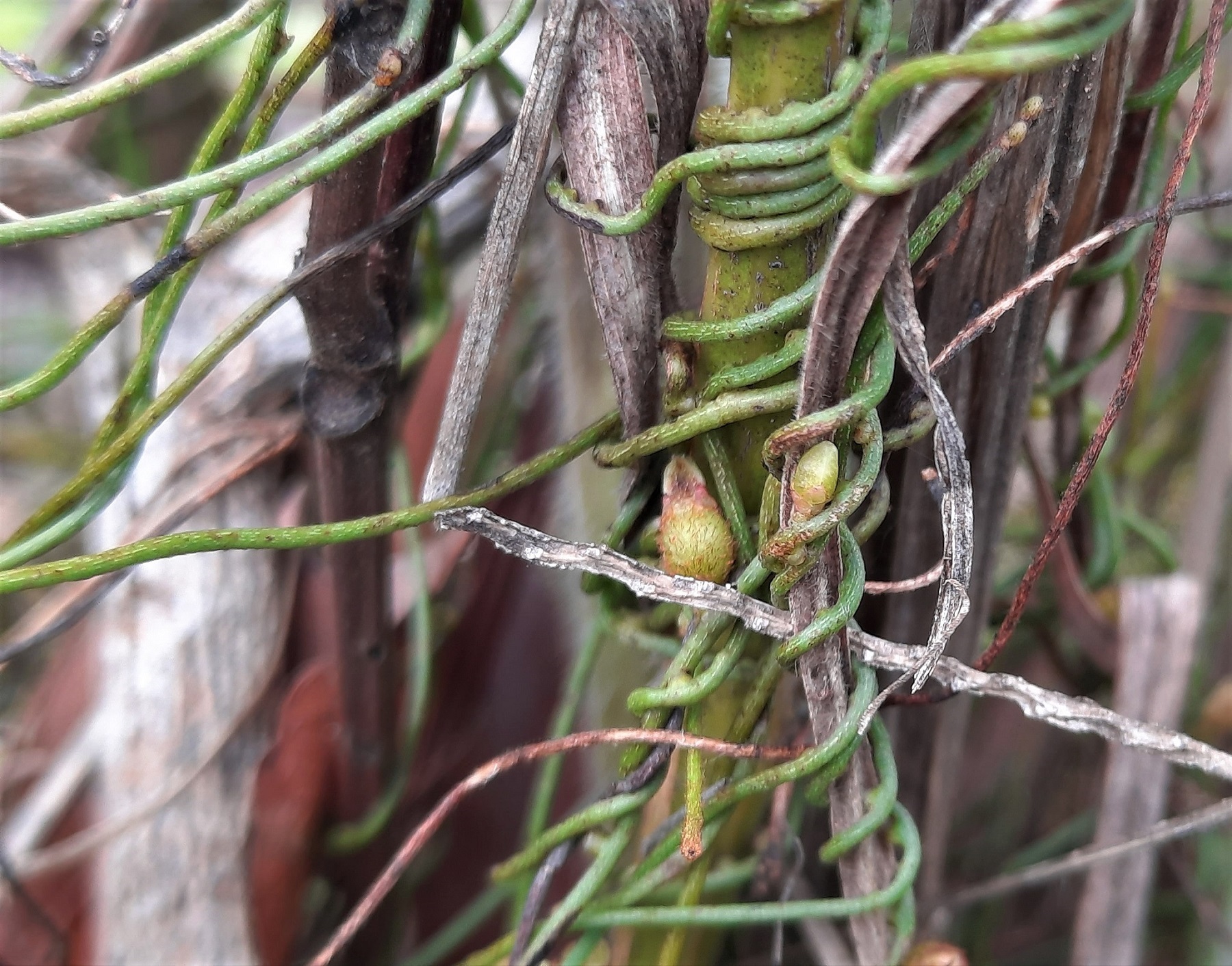 Cassytha filiformis L.