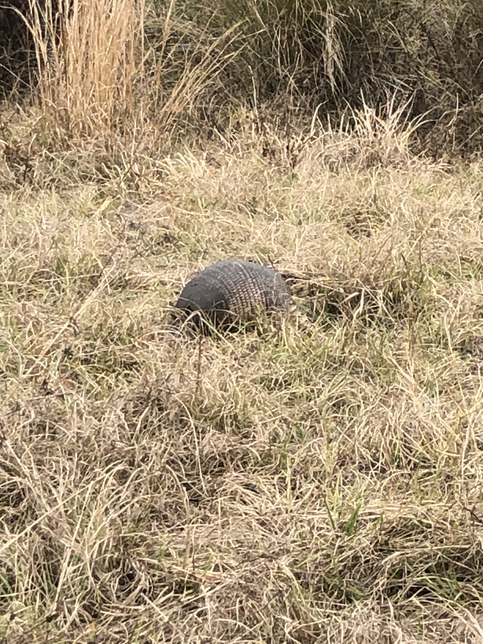 Dasypus novemcinctus Linnaeus, 1758